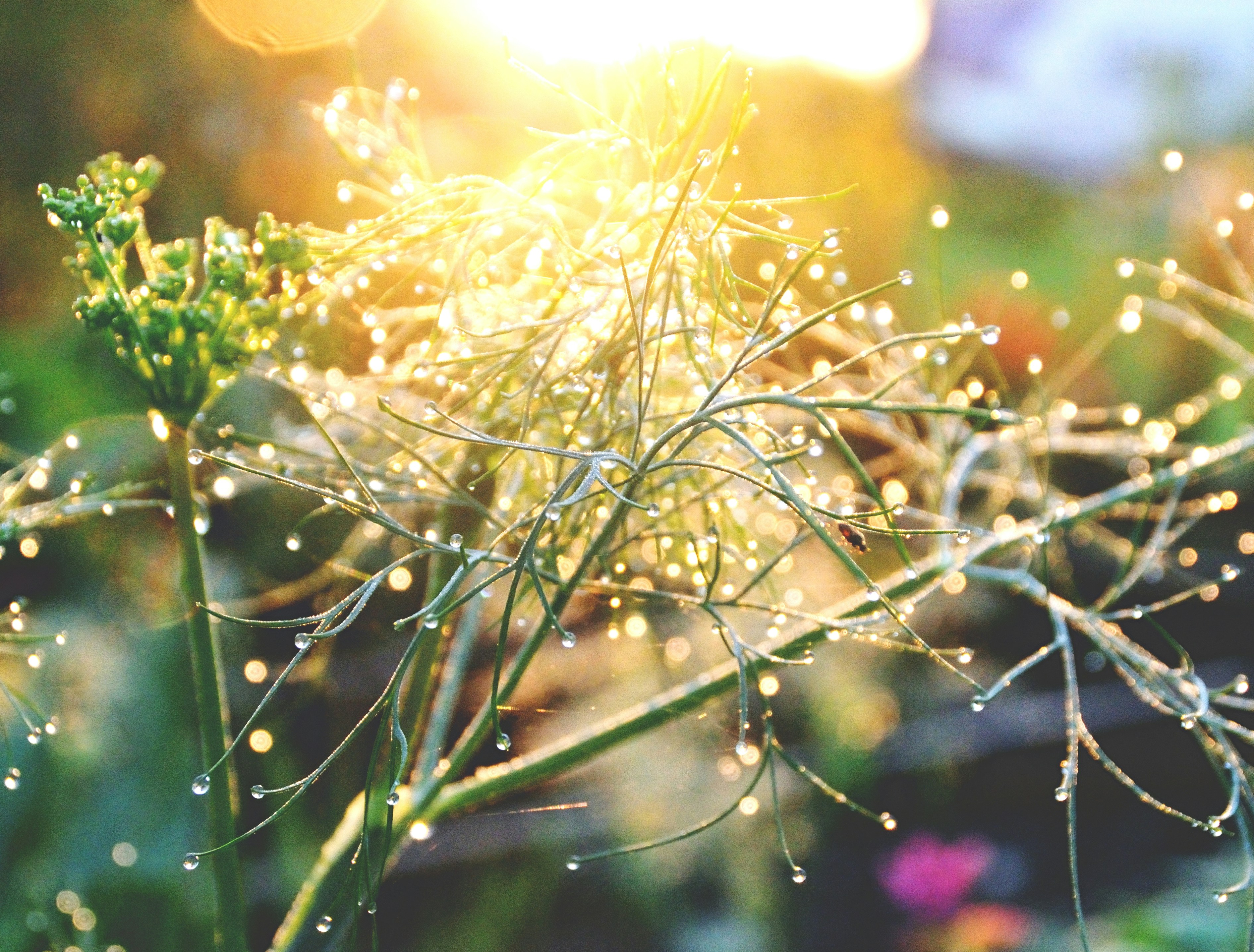Gossamer dew-laced tendrils in dawn light