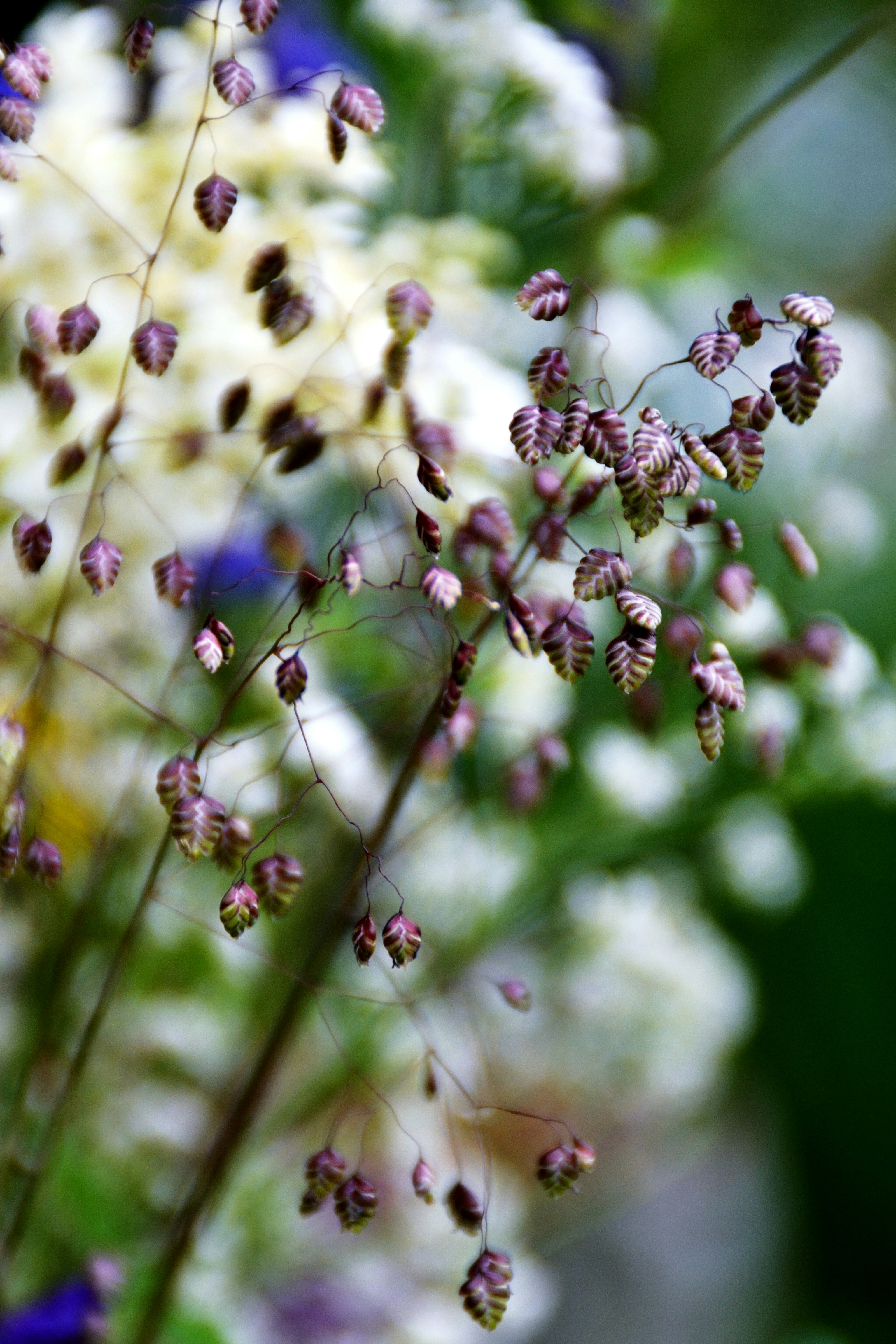 Lavender Seed Clusters Draped Across Delicate Stems