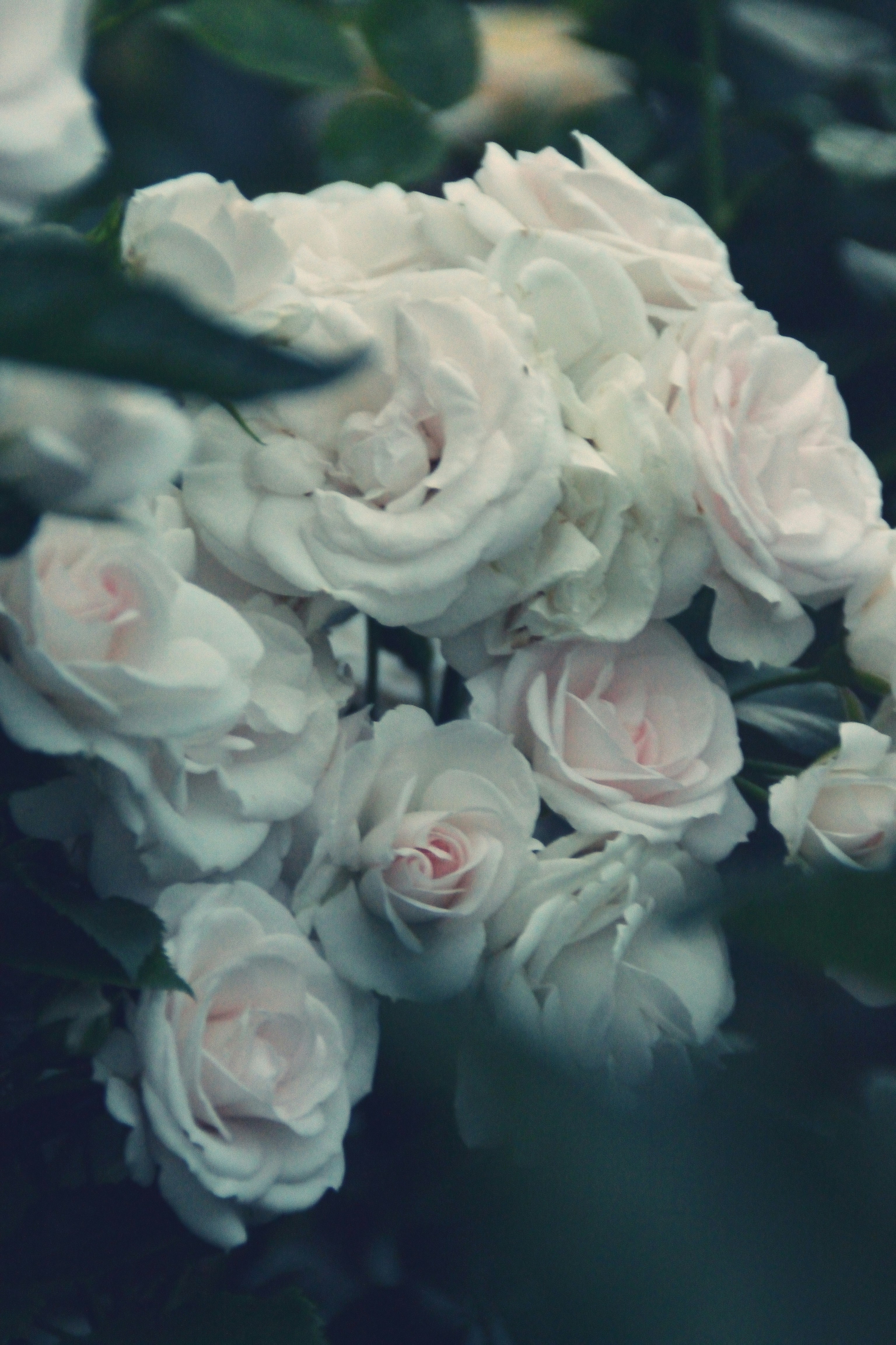 Soft white roses in a shadowed garden bloom