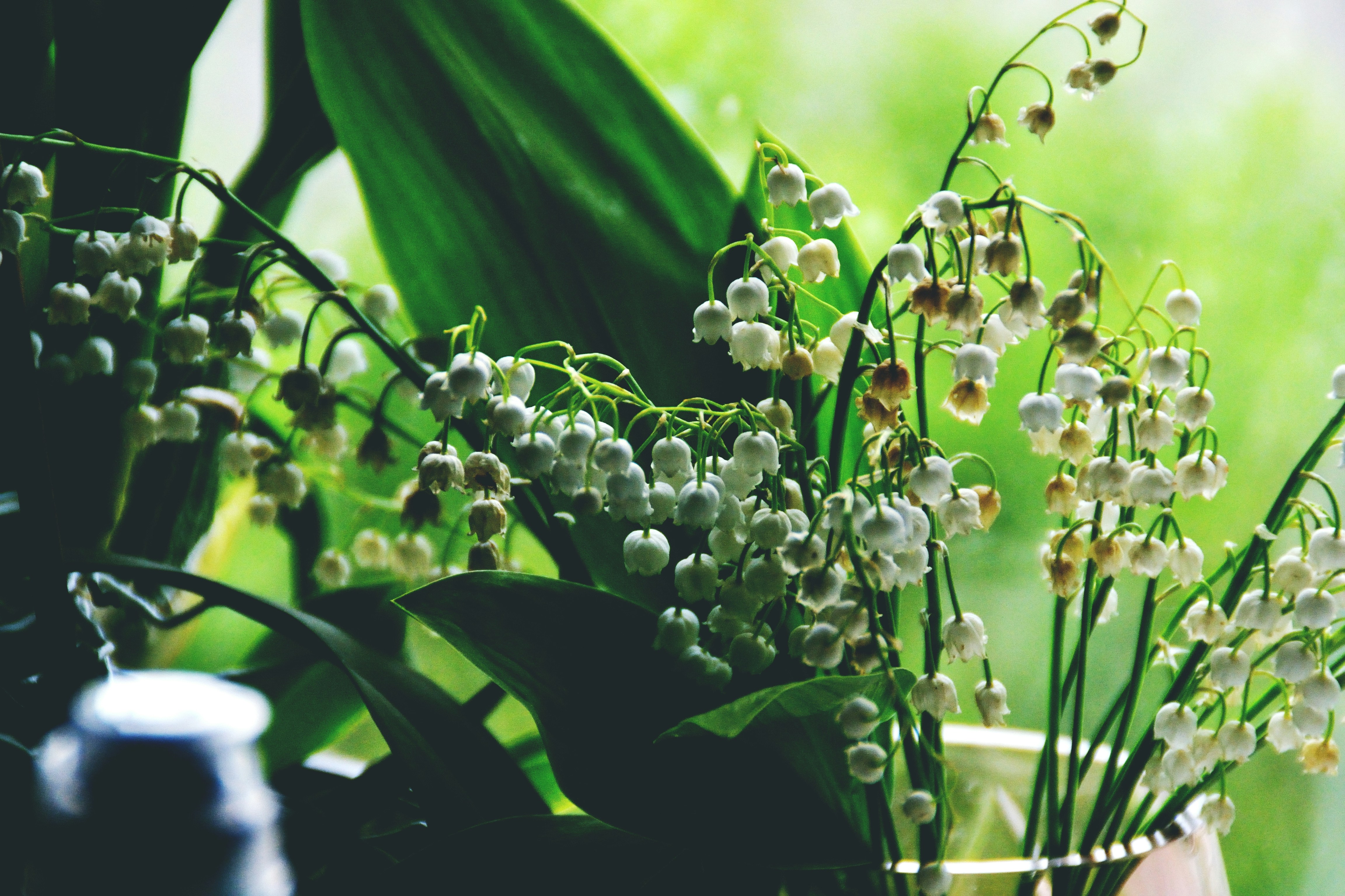 Dew-kissed Lily of the Valley Bouquets in Soft Backlight