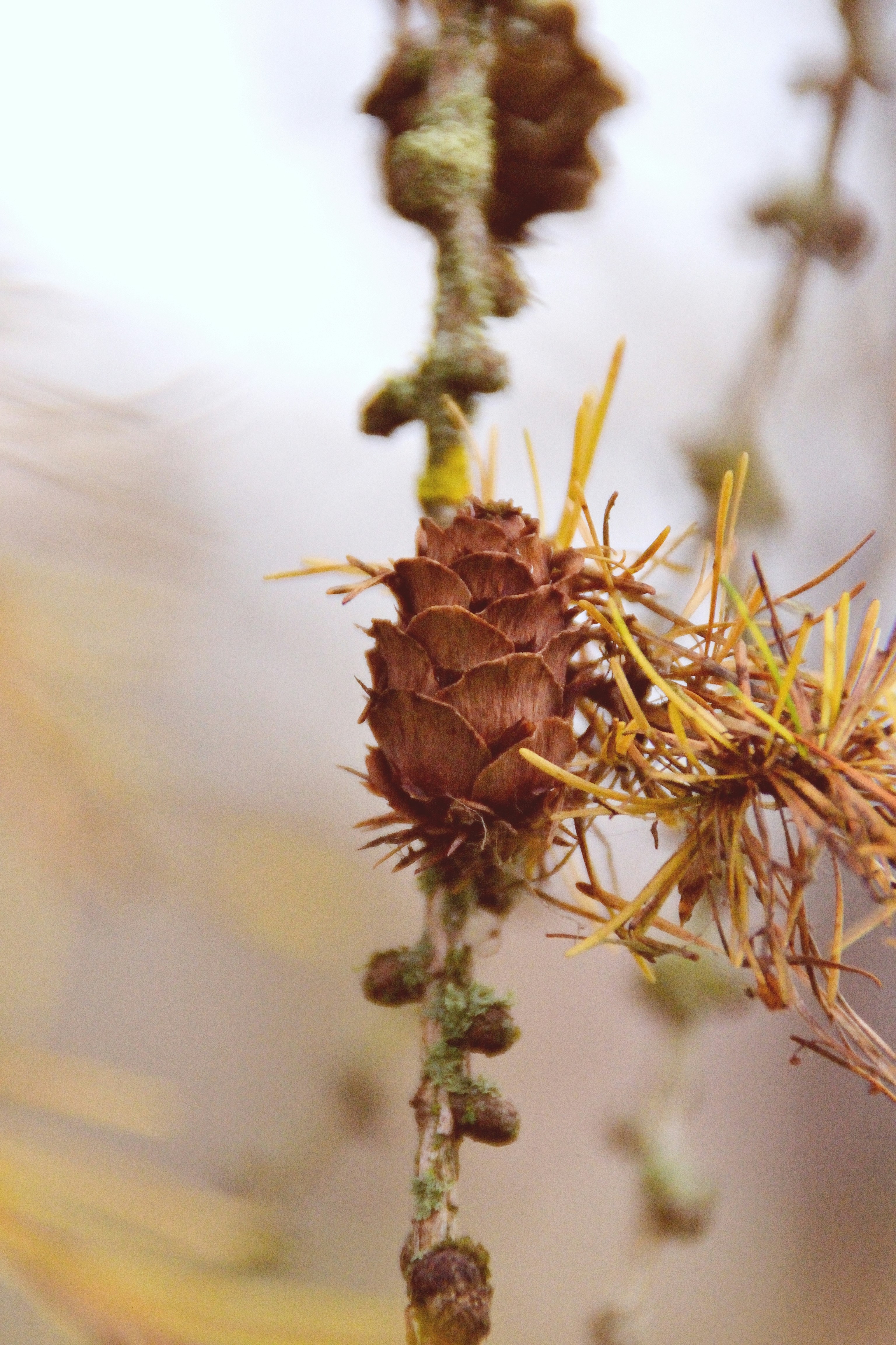 Brown Pine Cone Adorned with Spiky Bouquets Clinging to a Mossy Stem