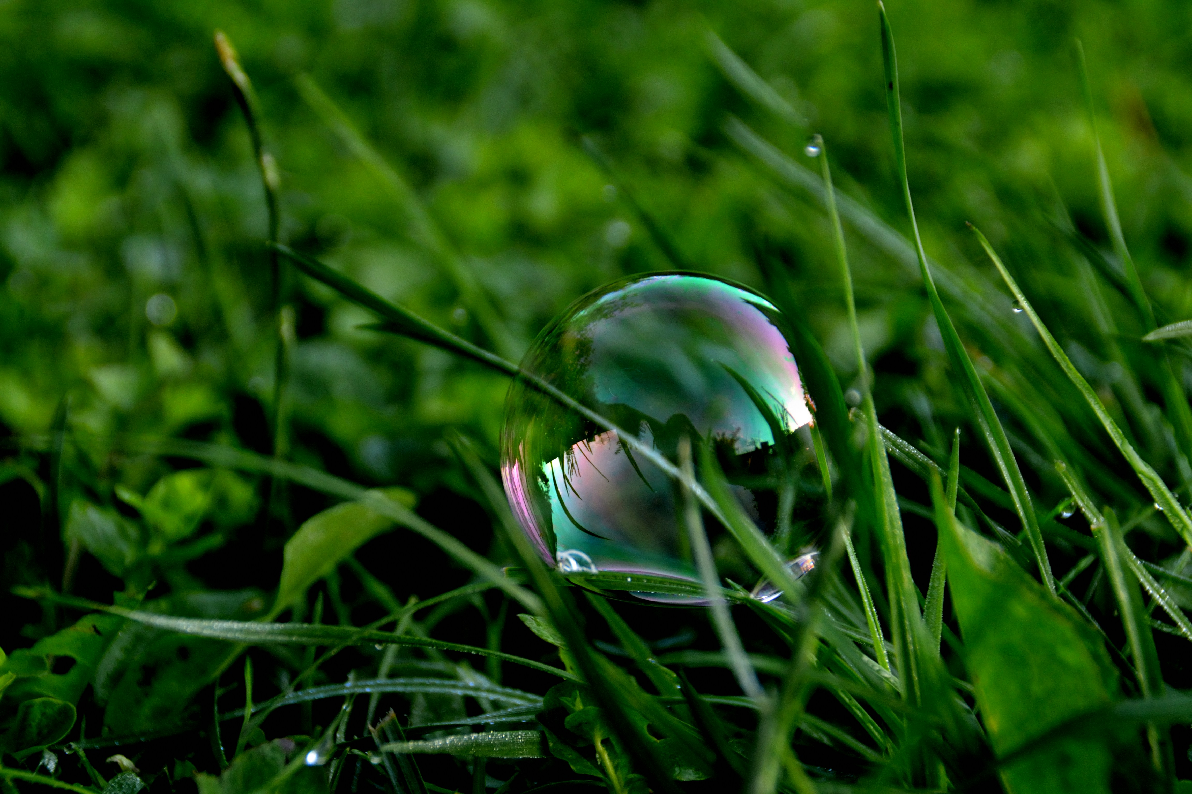 Gossamer globe: a dew-kissed bubble resting in emerald blades