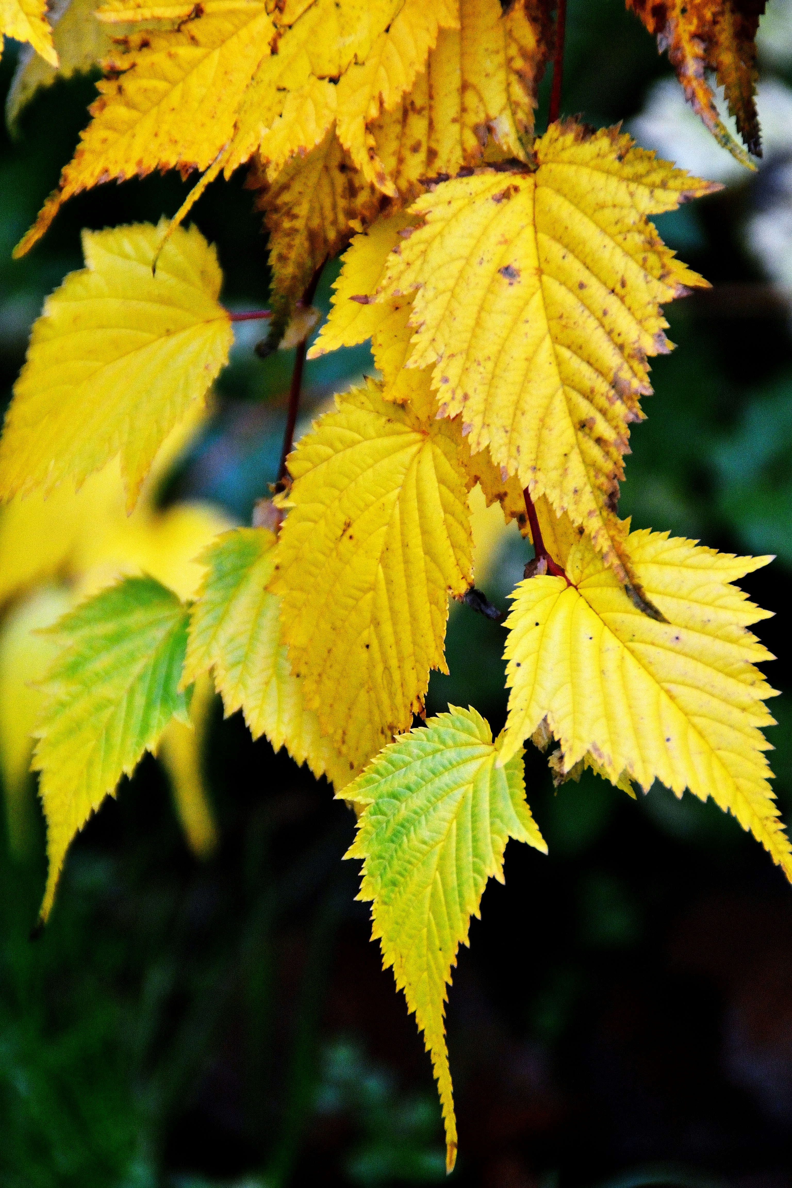 Golden Cascade: Autumn Leaves Framing a Velvet Shadow