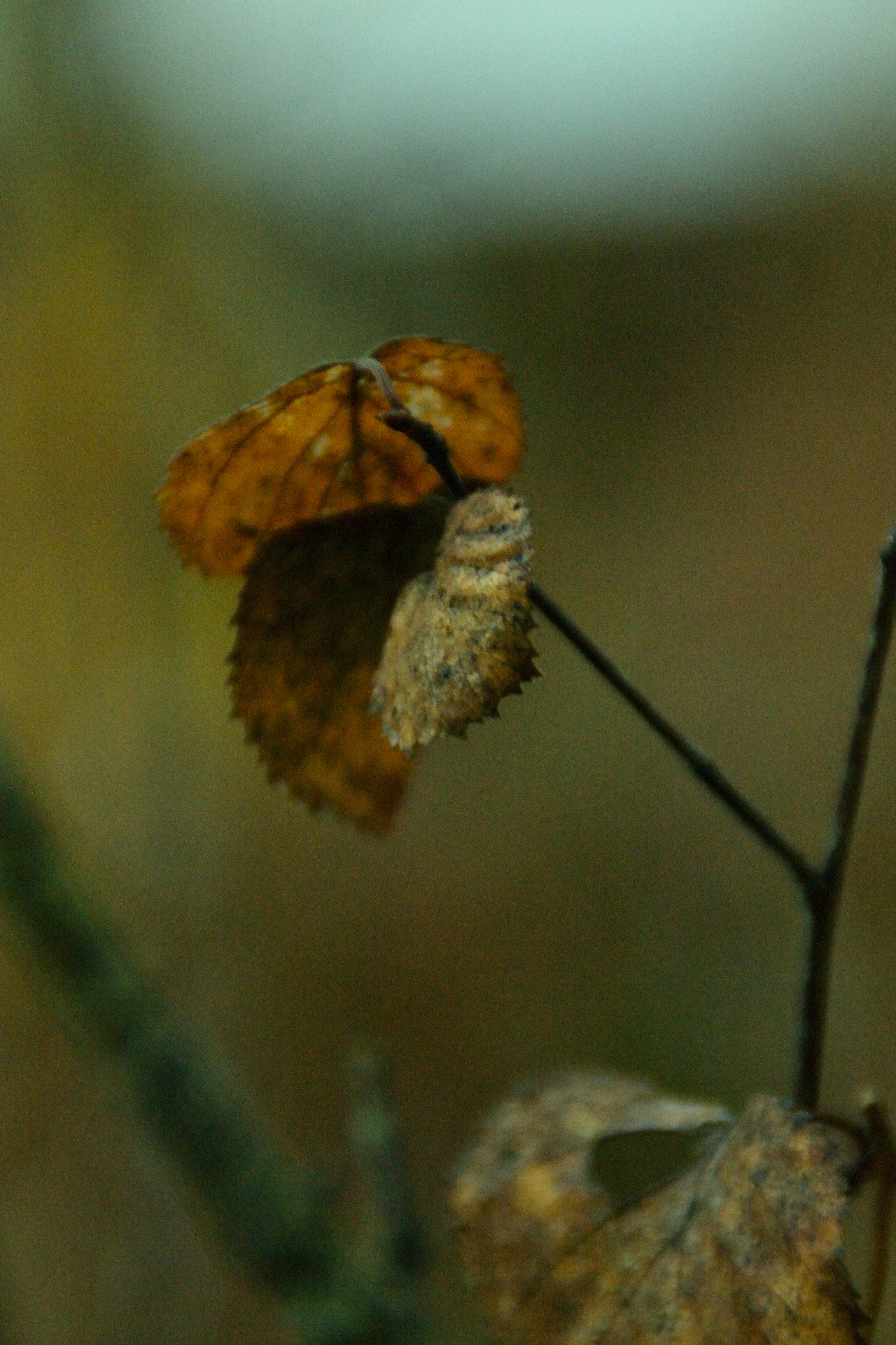 Withered Leaves on a Slender Branch: A Quiet Fall Moment