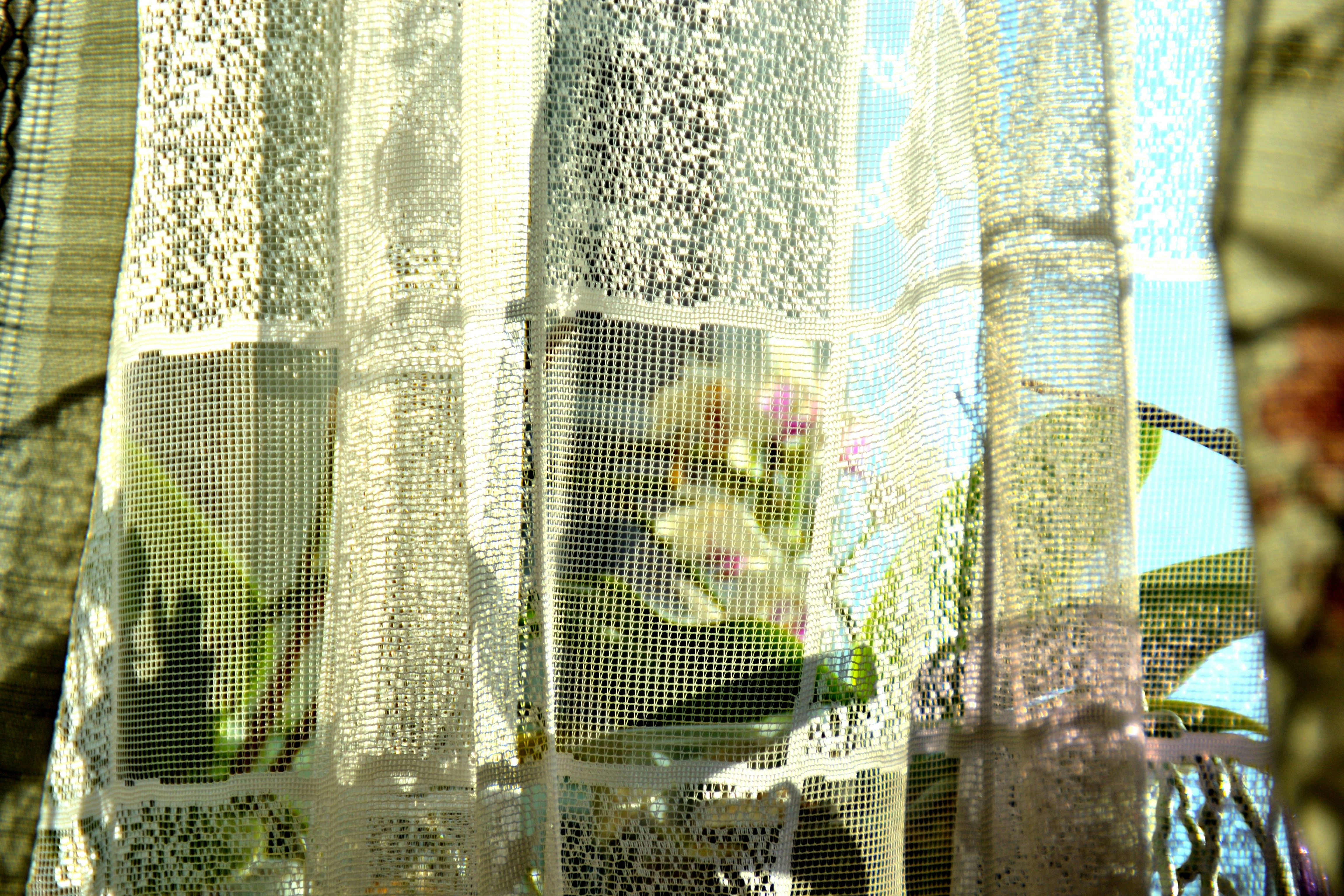 Veiled Orchid Behind Lace Curtains