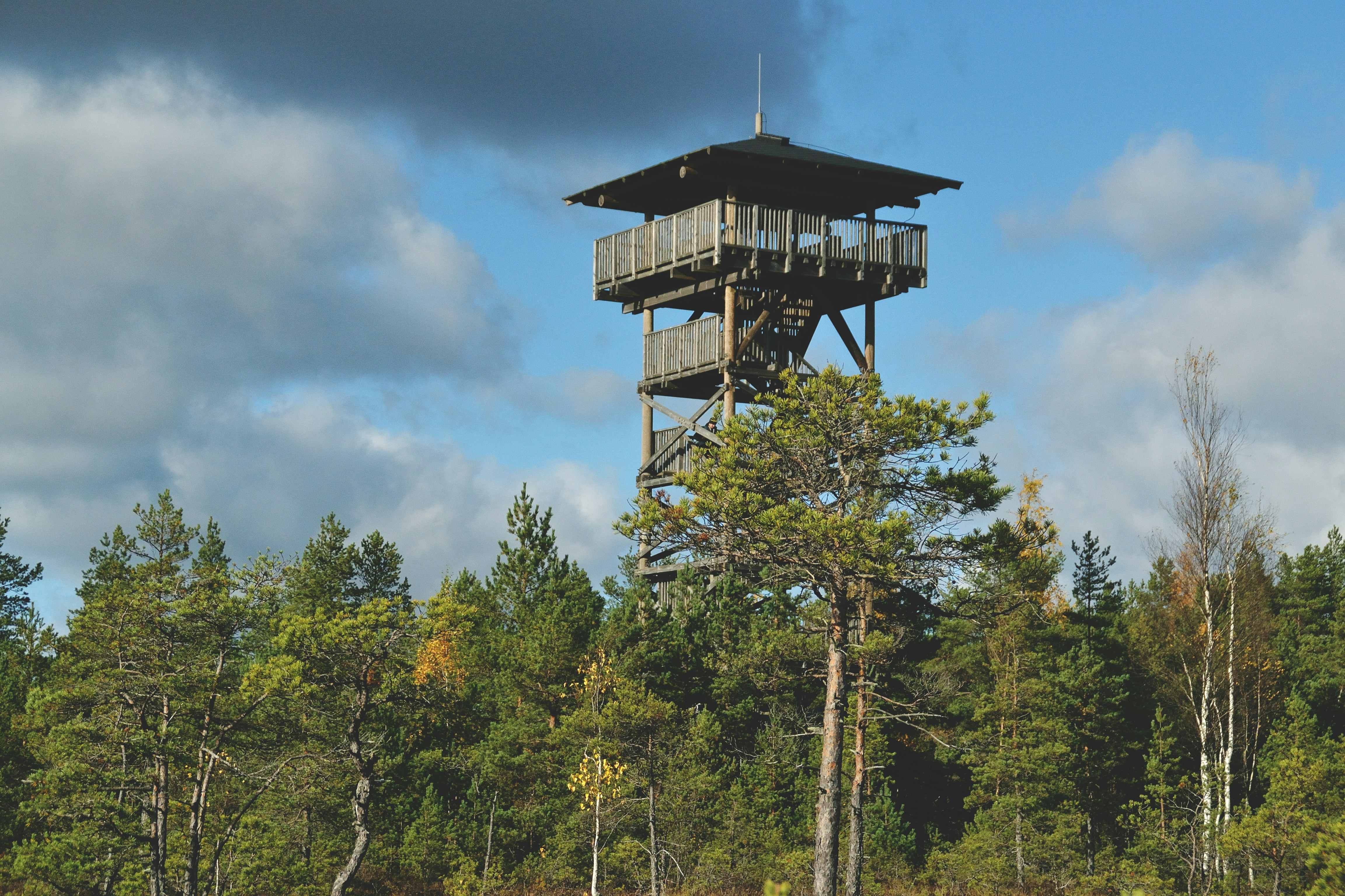 Forest Watchtower Reaching Above the Pines
