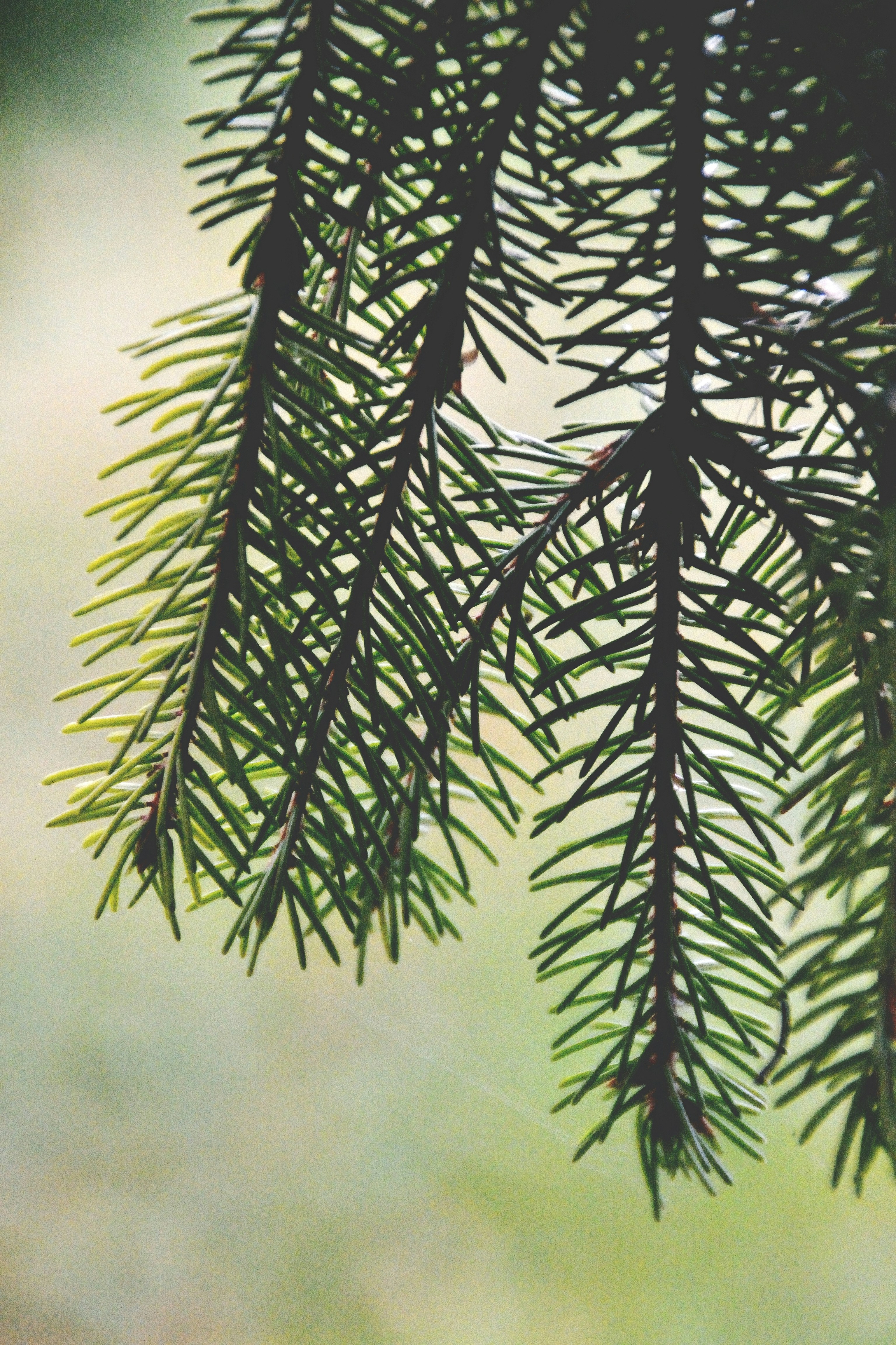 Evergreen Veil: Delicate Sprigs in Soft Backlight