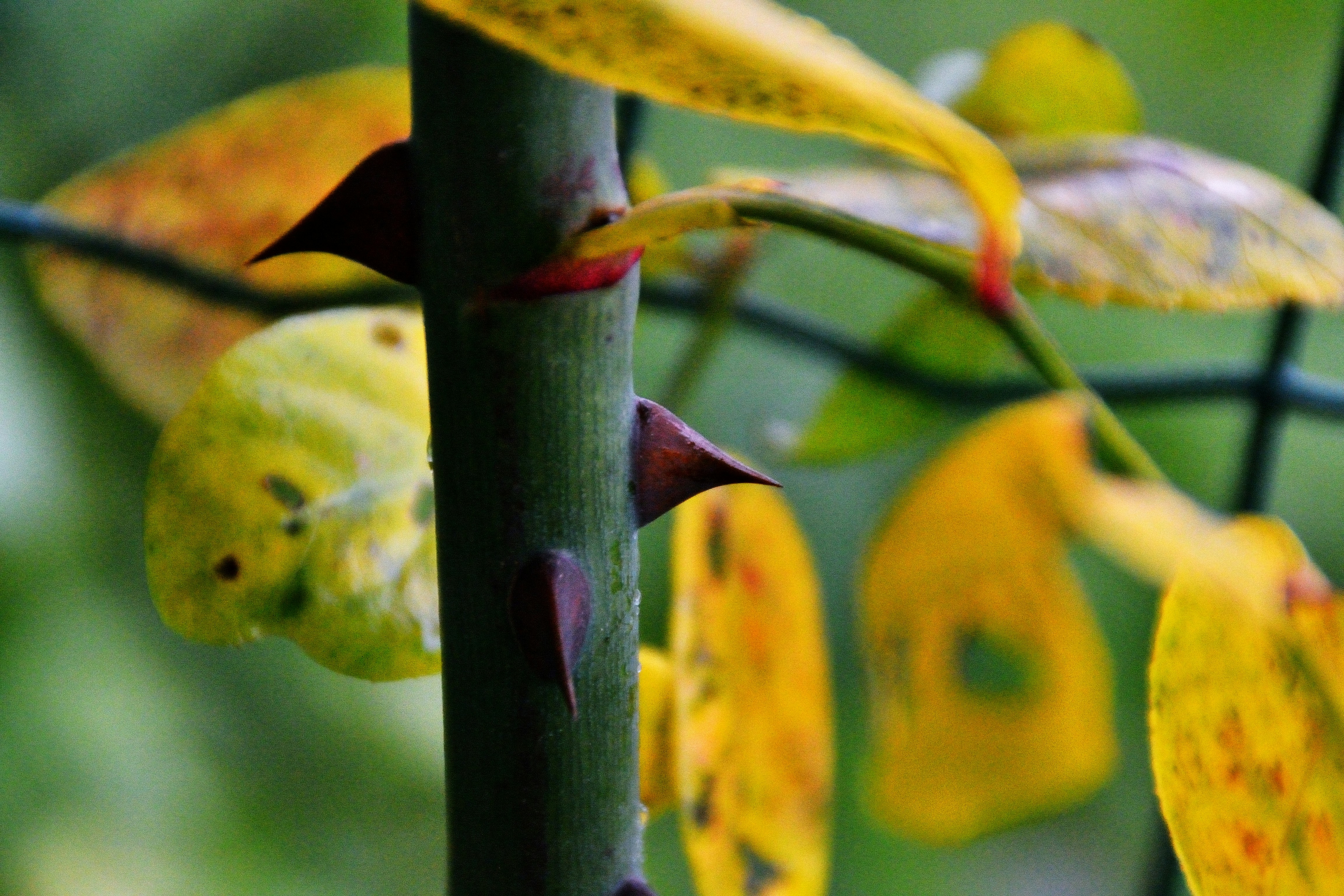 Thorn on the Green Stem: A Close Encounter with Nature's Barbs