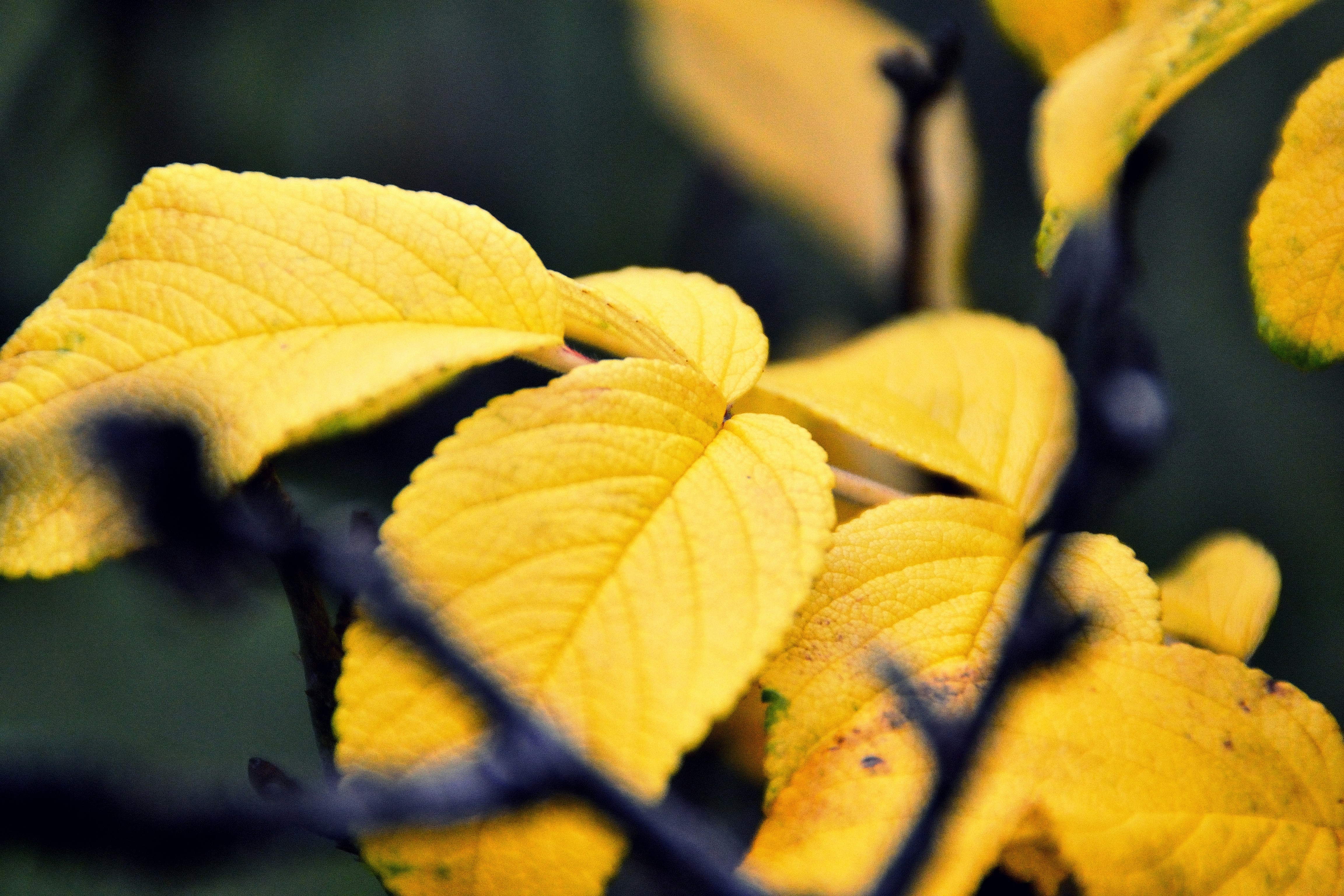 Golden Veil of Autumn: Close-up of Sunlit Leaves