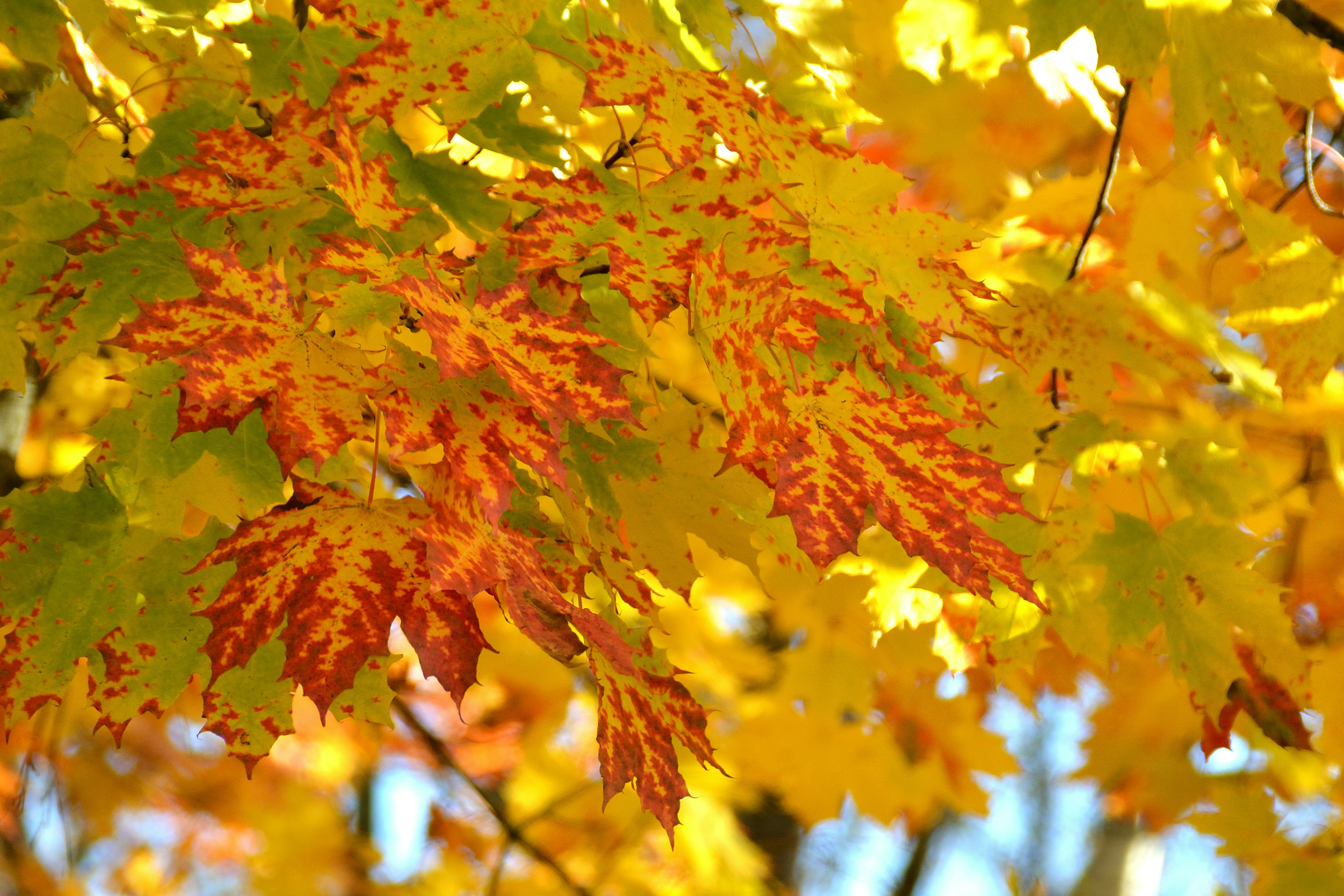 Autumn Leaves in Golden Light Framed by a Sky-Blue Hint