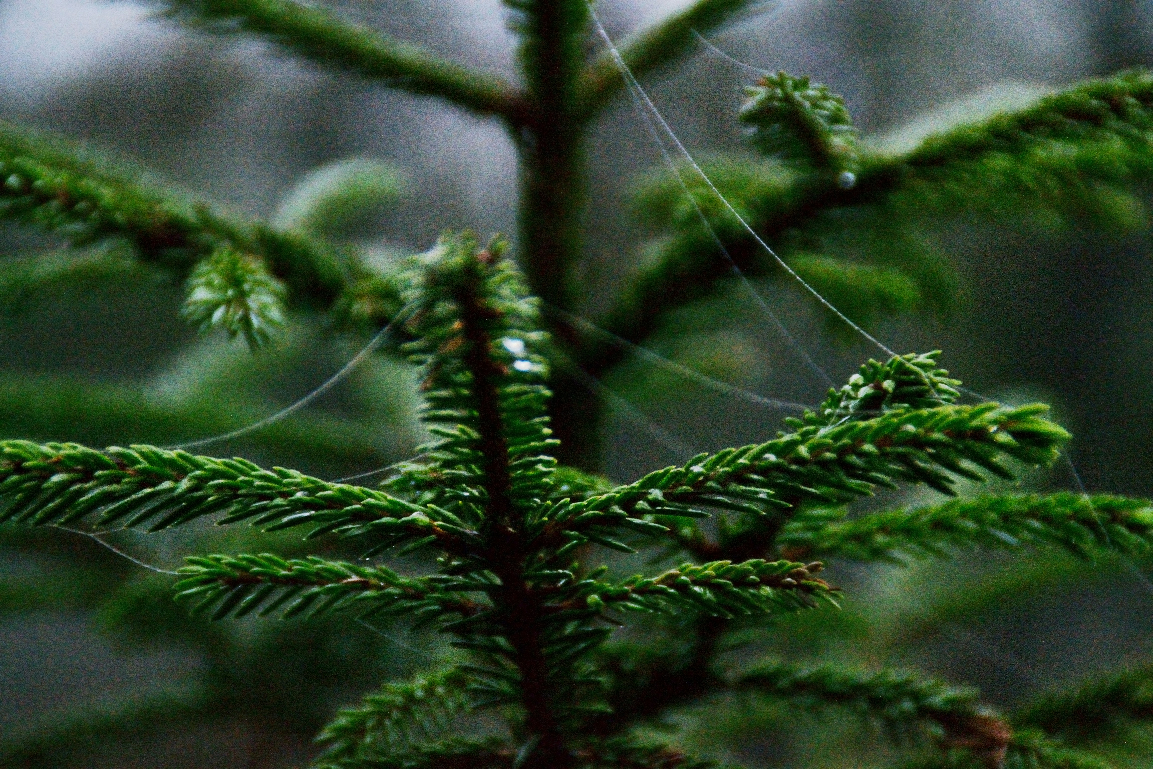 Silken Threads: A Close-Up of Evergreen Sprigs and a Delicate Spider Web Dawn
