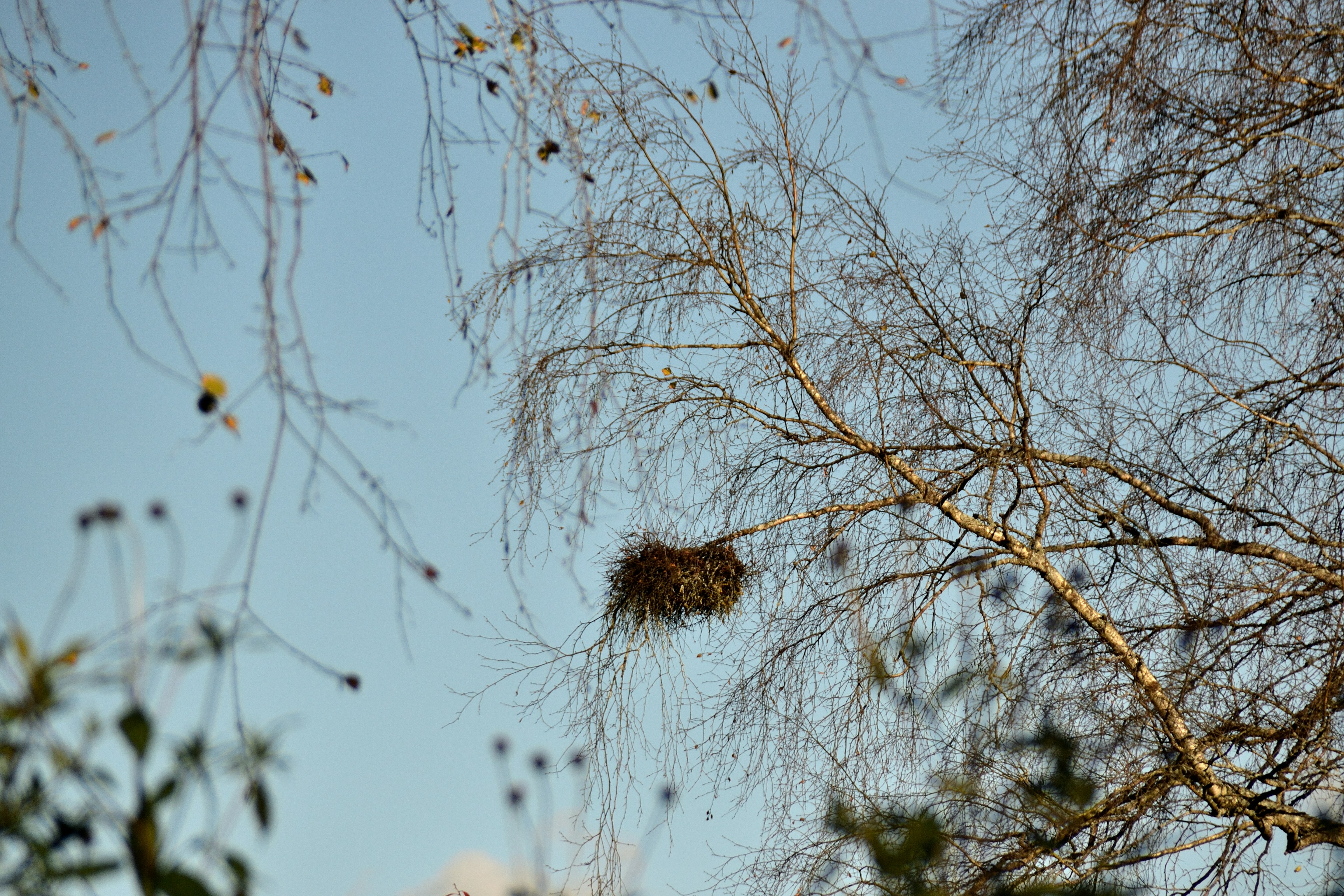 Nest in the Bare Branches: A Lone Bird’s Nest Against A Clear Sky