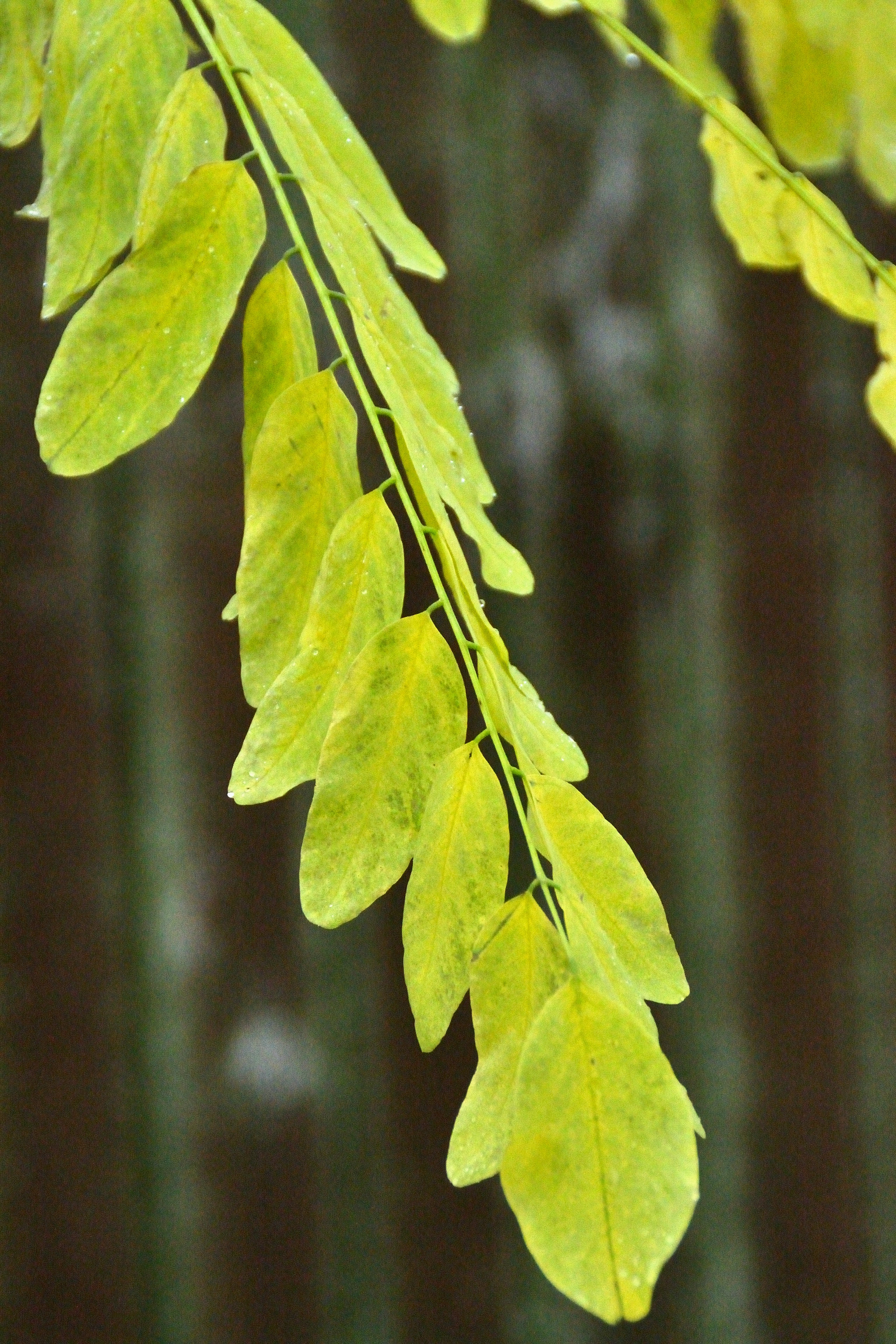Golden Fronds in Focus: A Lively Leaf Cascade