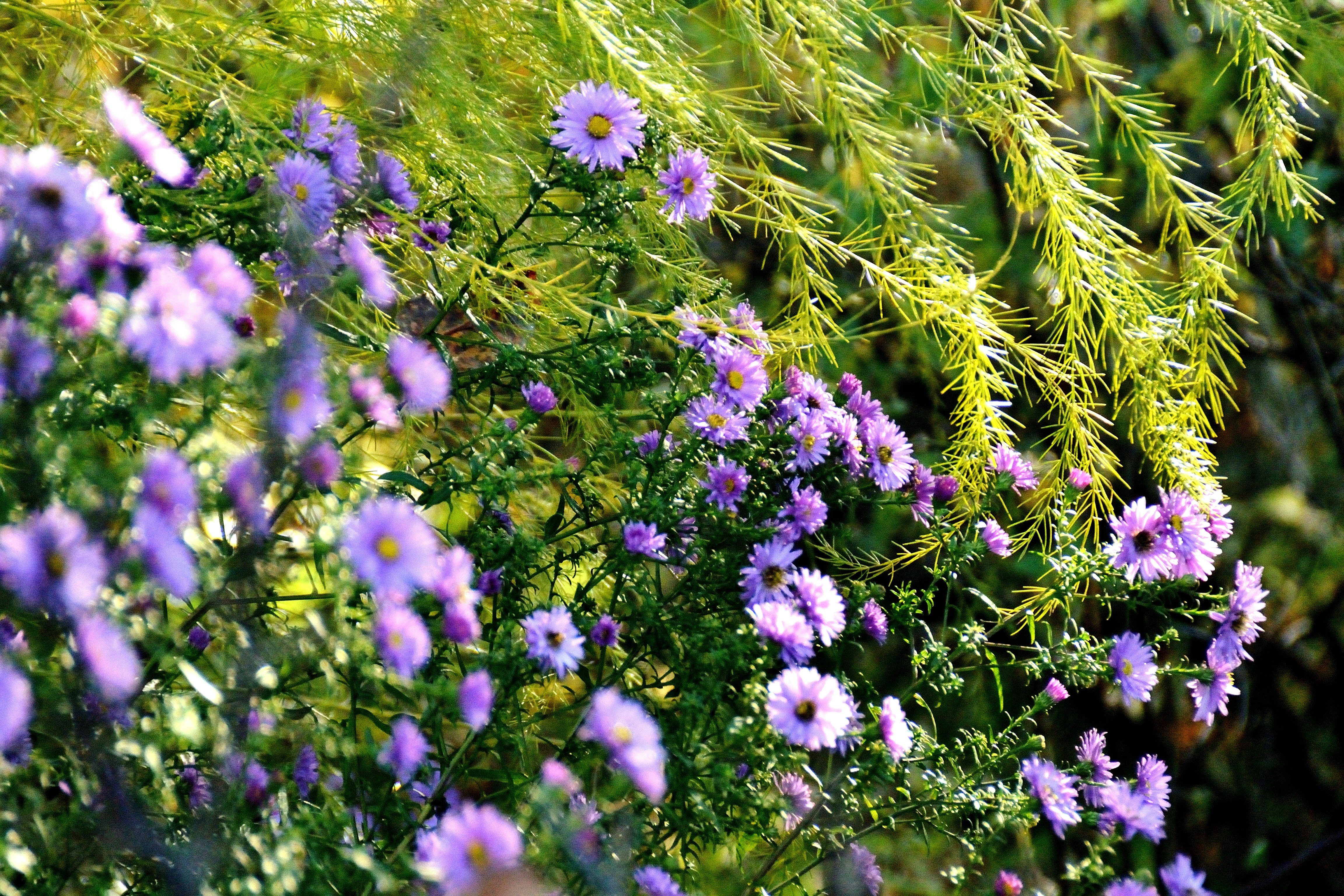 Lavender Blooms in Dappled Garden Light