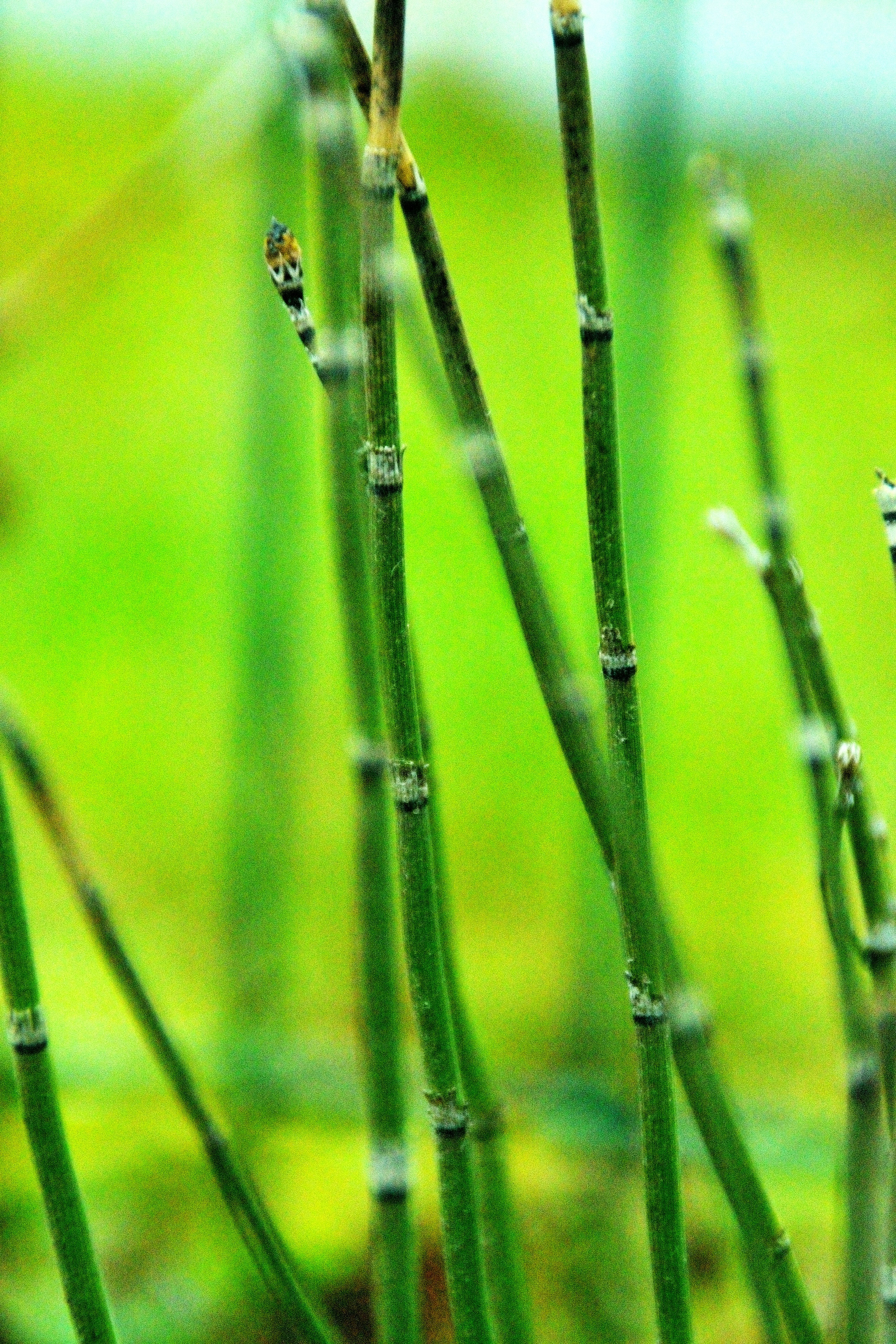 Emerald Stalks in a Quiet Green Field