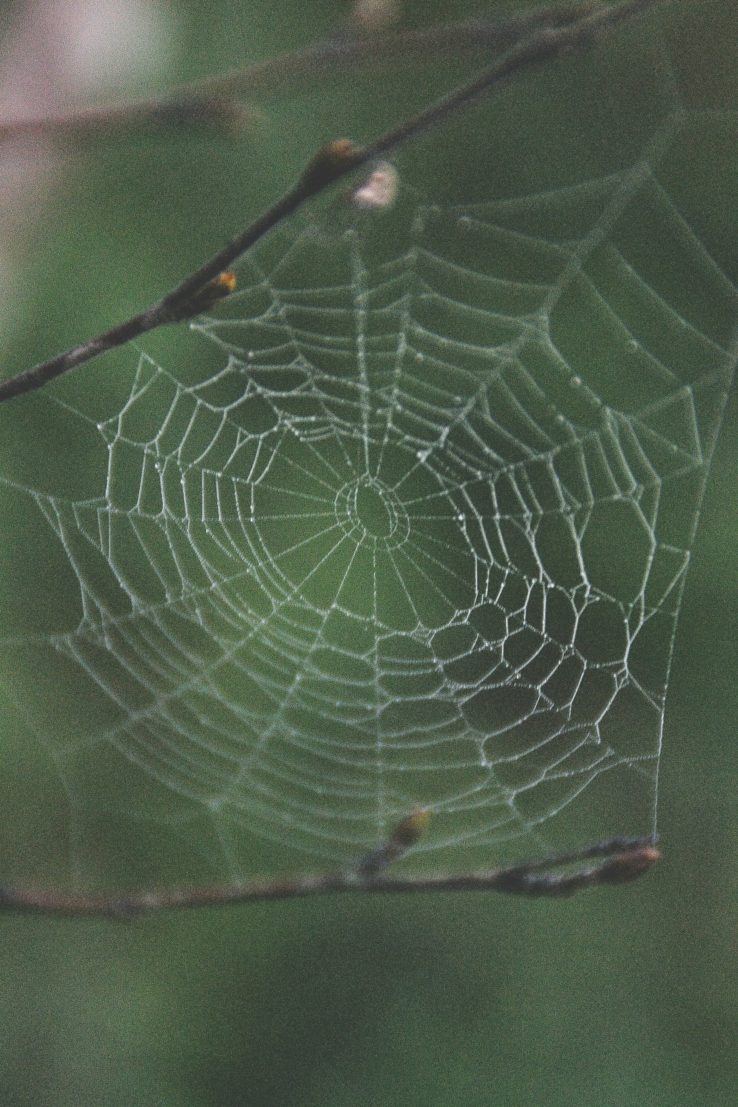 Web of Silence: A Dewy Spider's Lattice in Morning Light