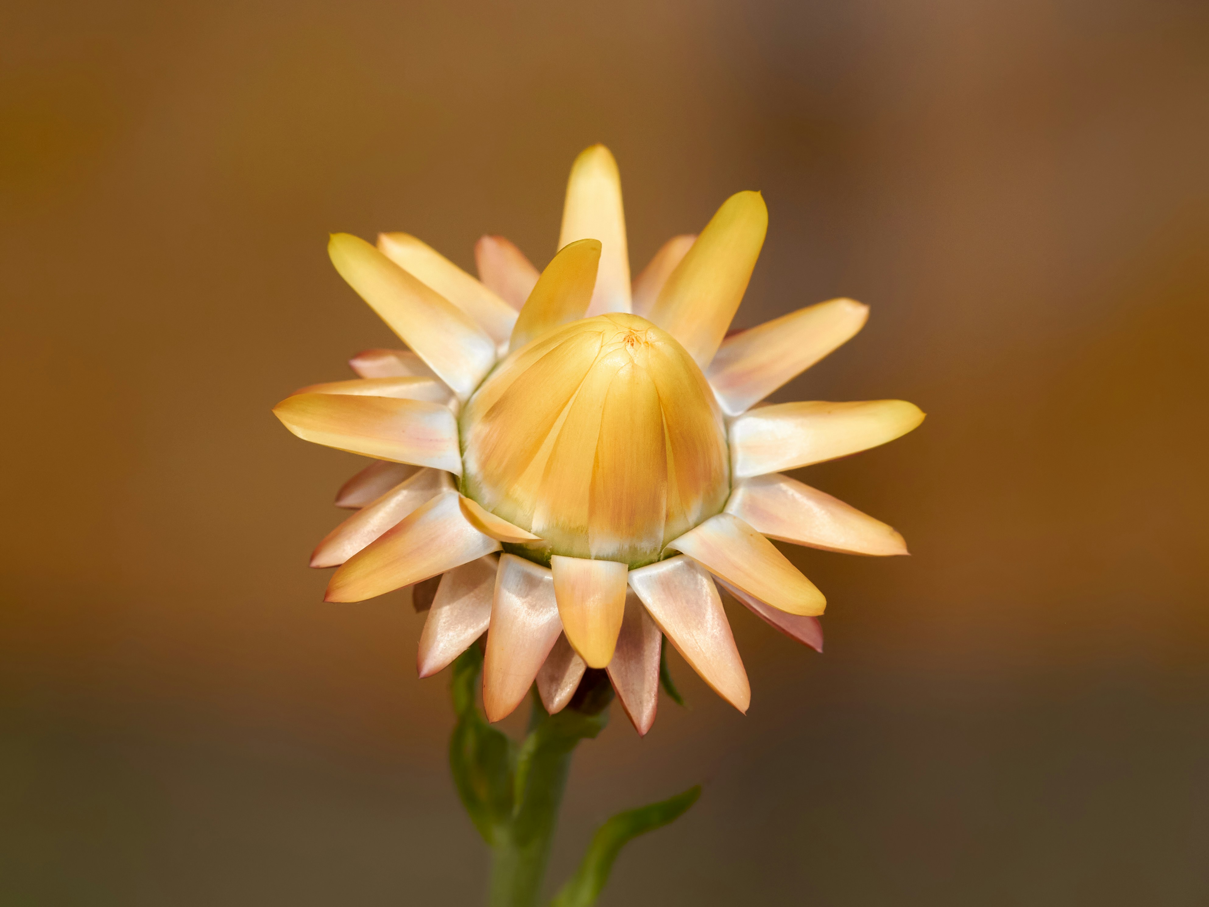 Soft Sunburst Daisy: A Centered Bloom in Warm Blur