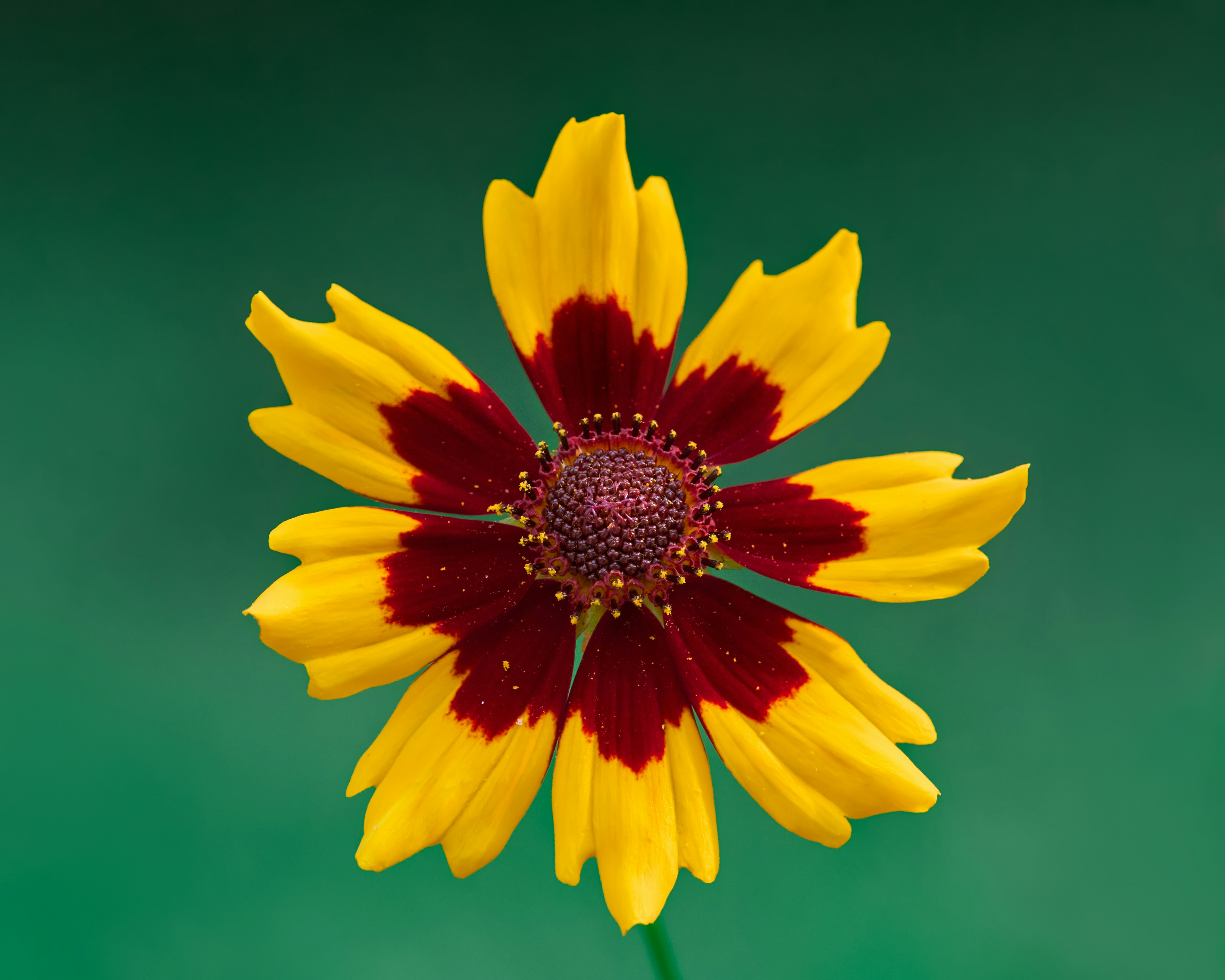 Sunlit Bloom: A Bold Yellow-Red Symmetry against Velvet Green