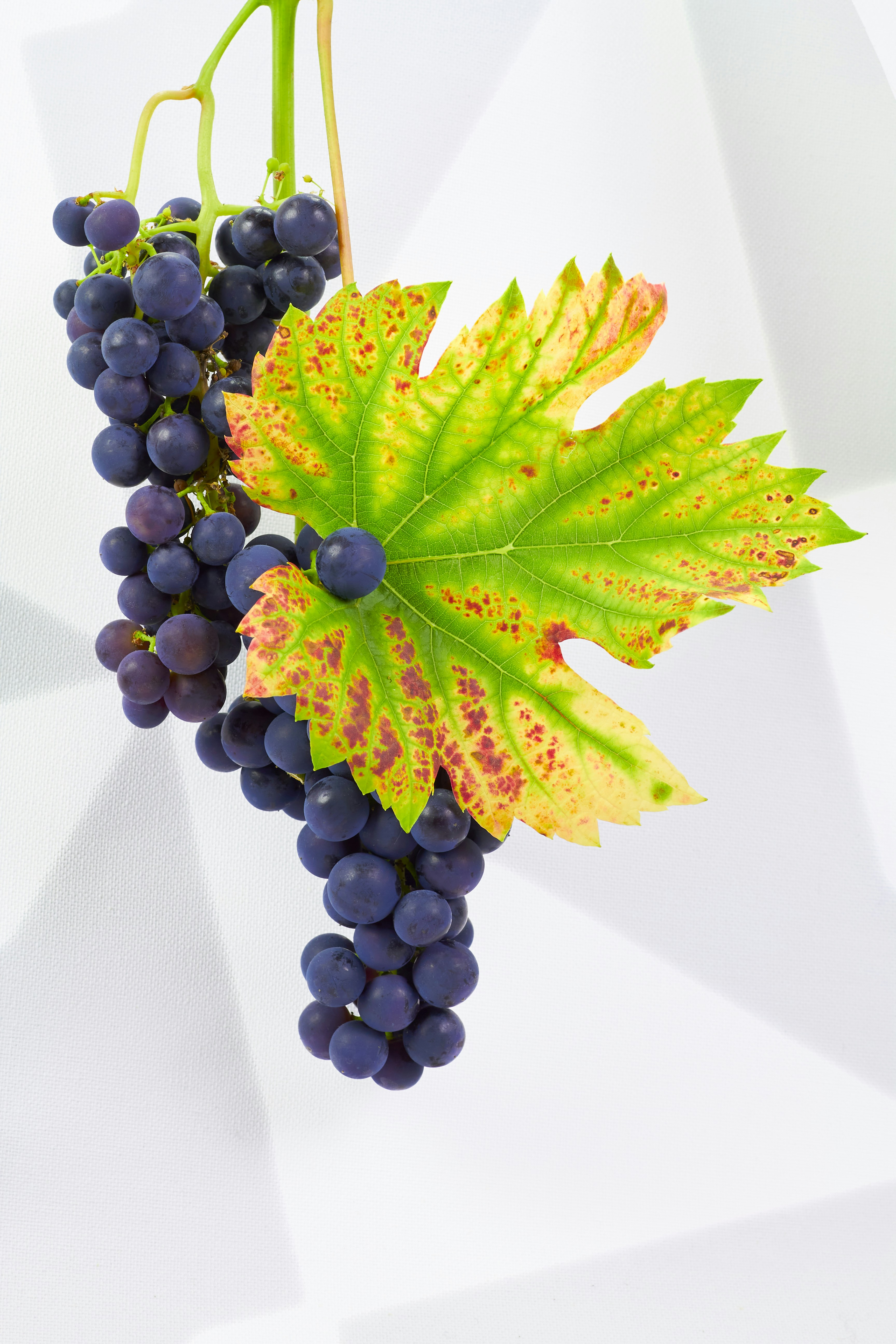 Grape Bunch with Variegated Leaf in Bright Studio Light