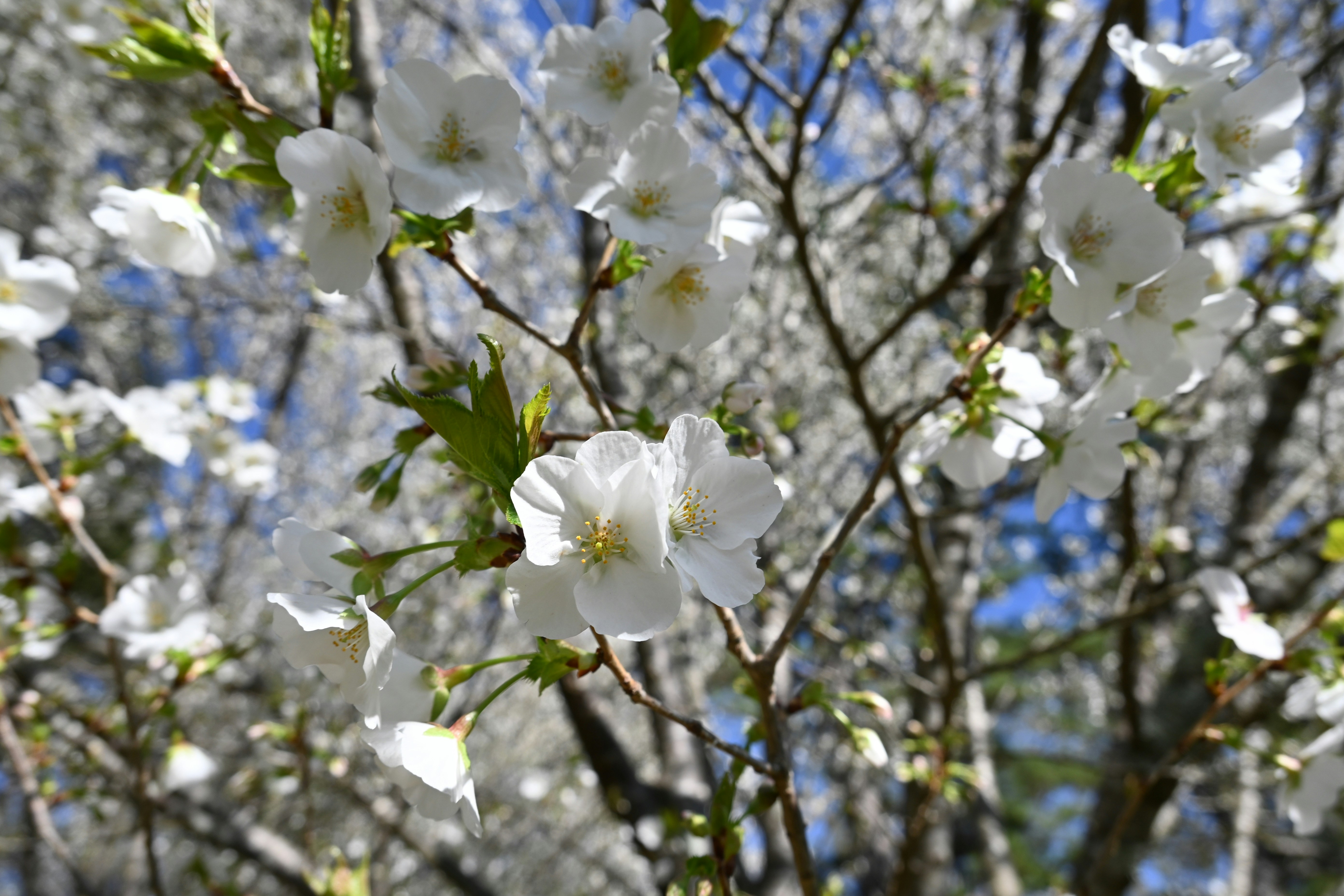 Blossoms in Focus: A Window into Spring's White Brushwork