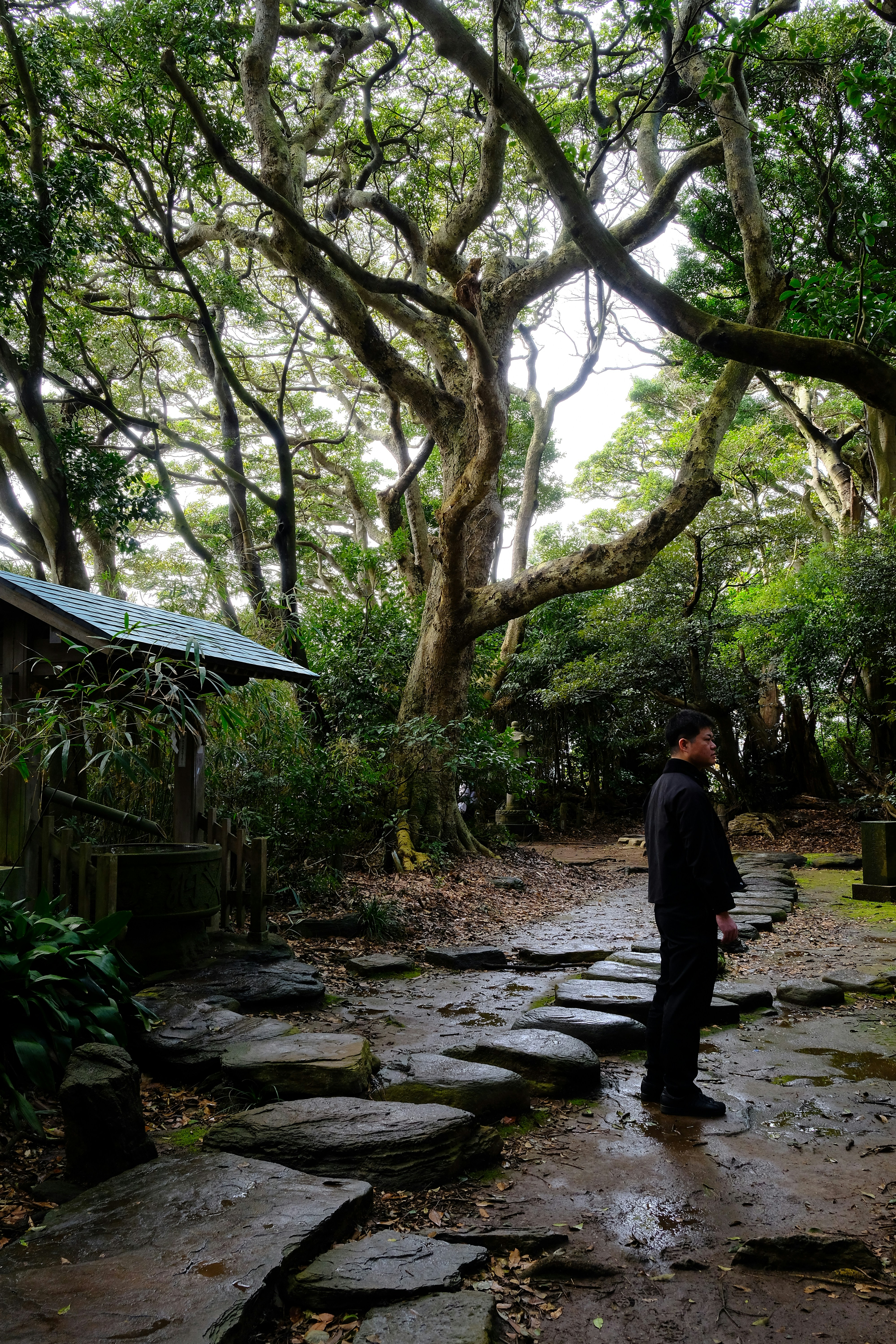 Silent Path Under Ancient Branches