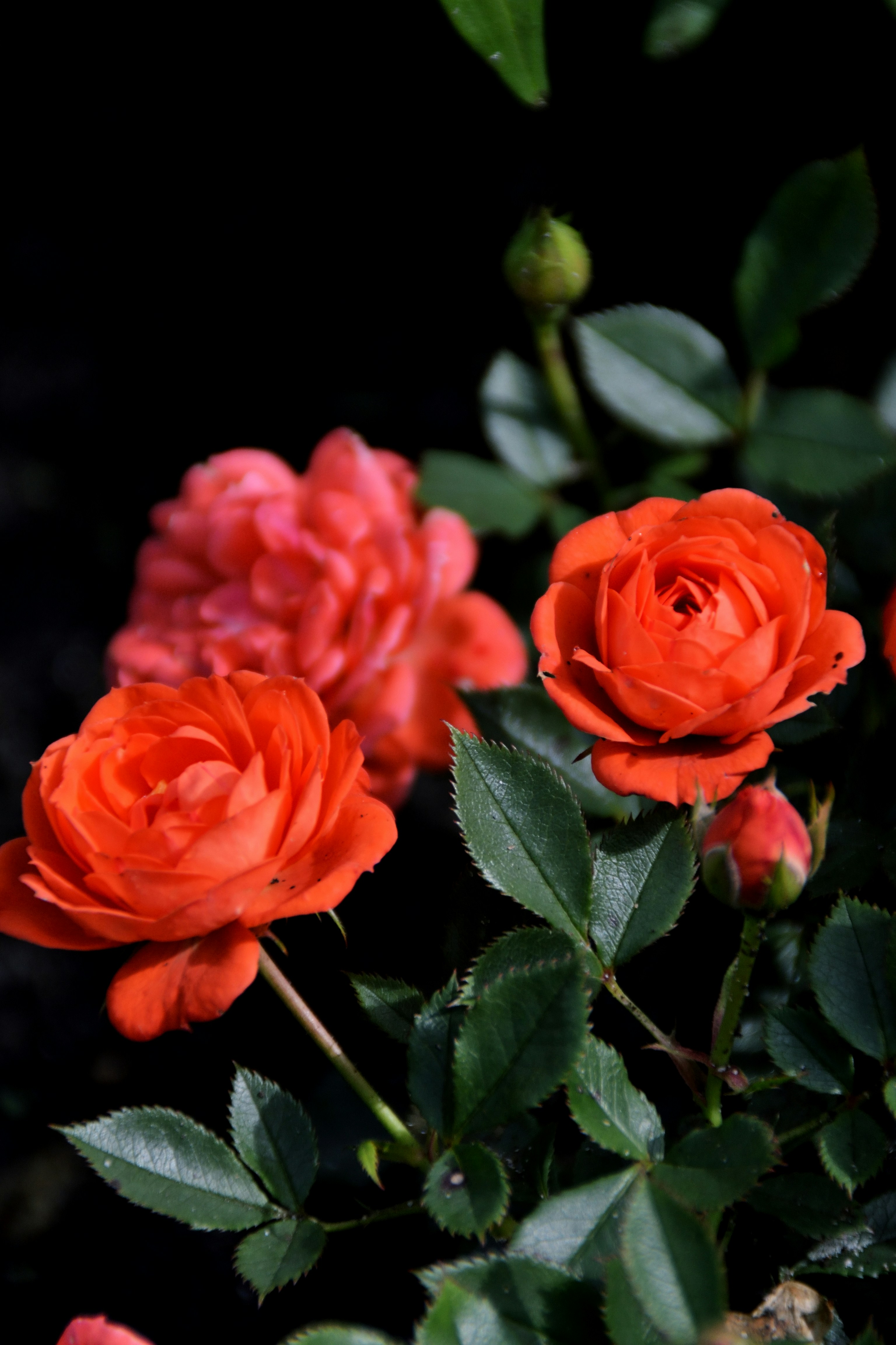 Scarlet Roses in Focus: A Quiet Bloom Against Night