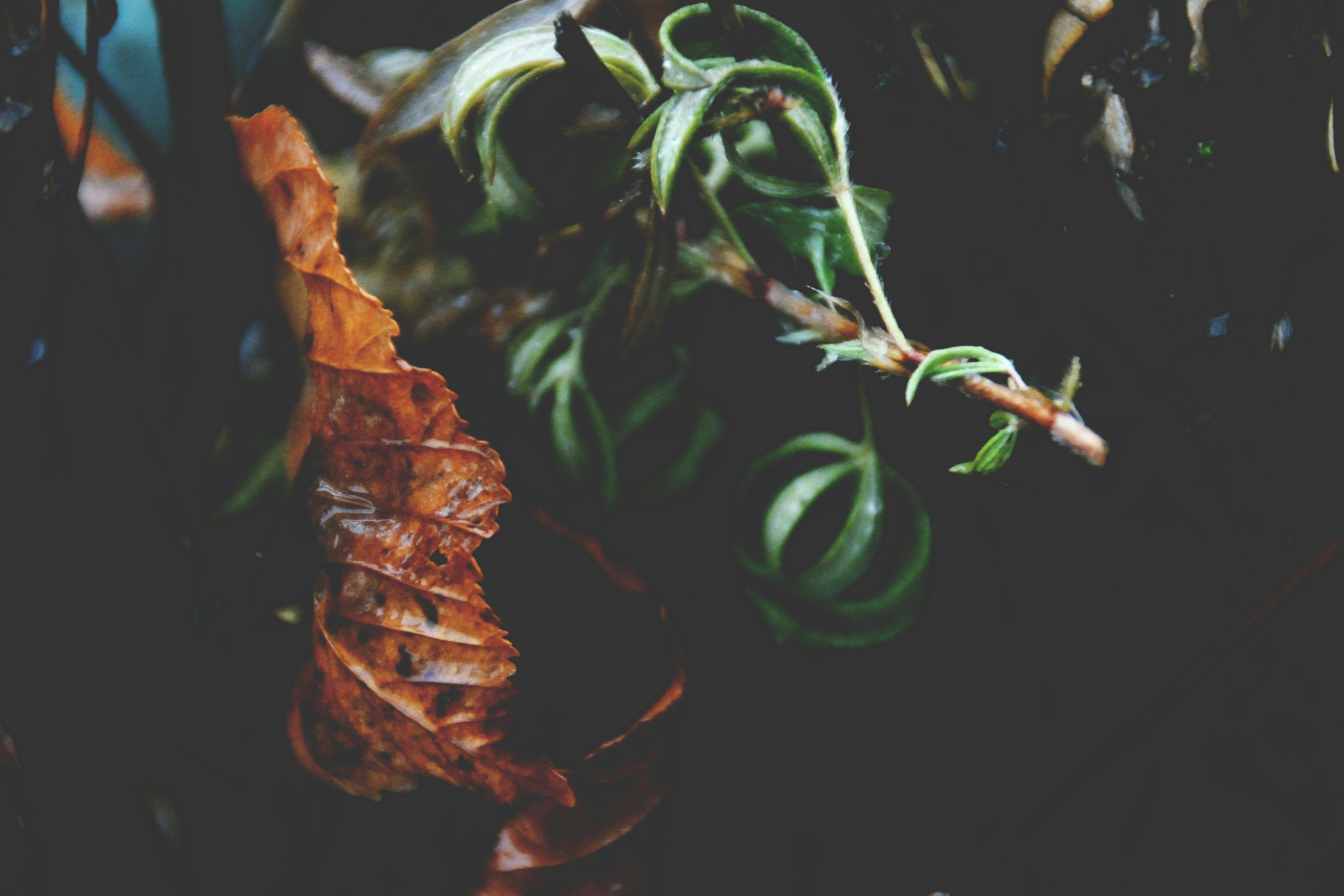 Withered Leaf and Tangled Vine: a Quiet Moment in Dappled Shadow