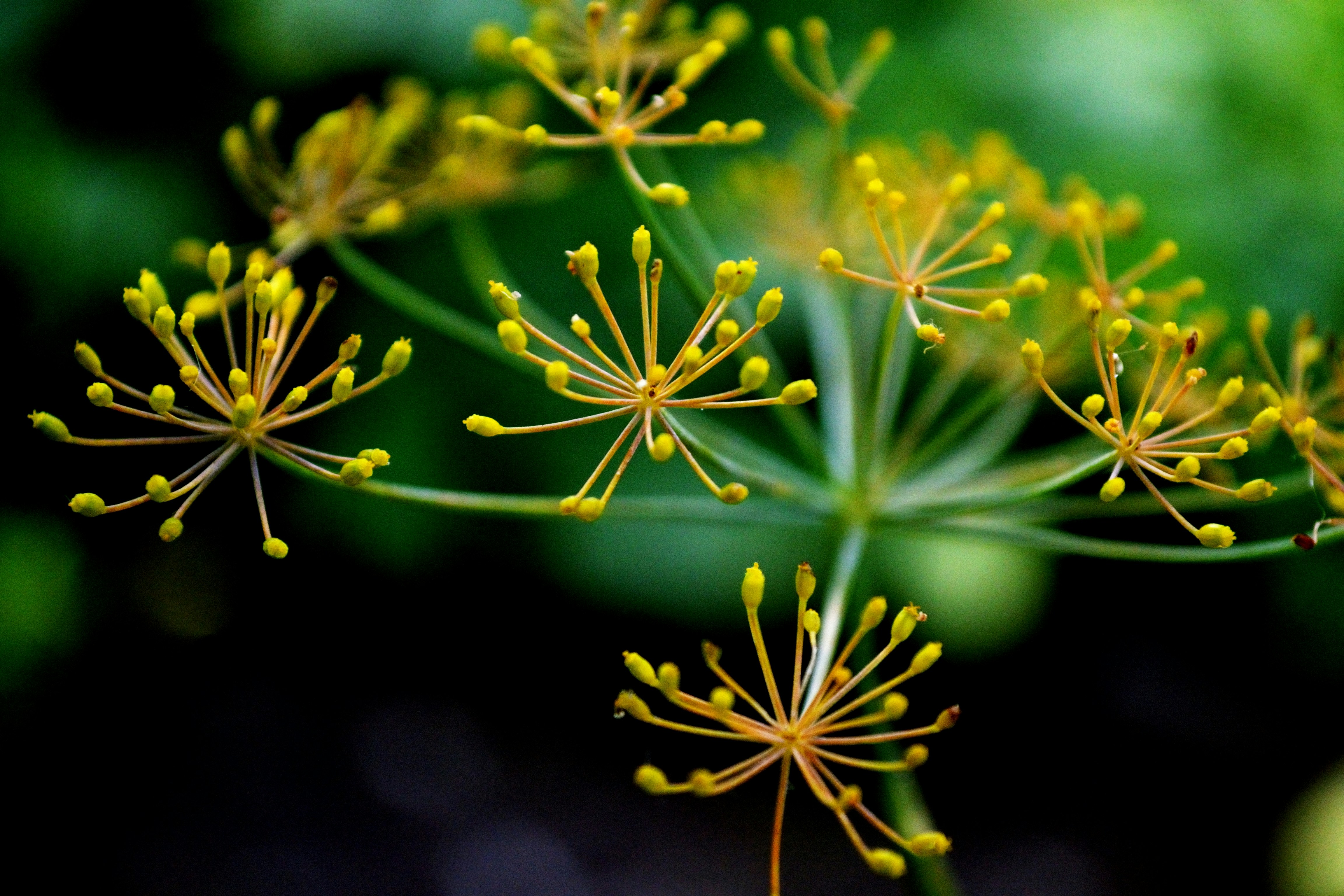 Golden Firework Blossoms in a Quiet Green Backdrop