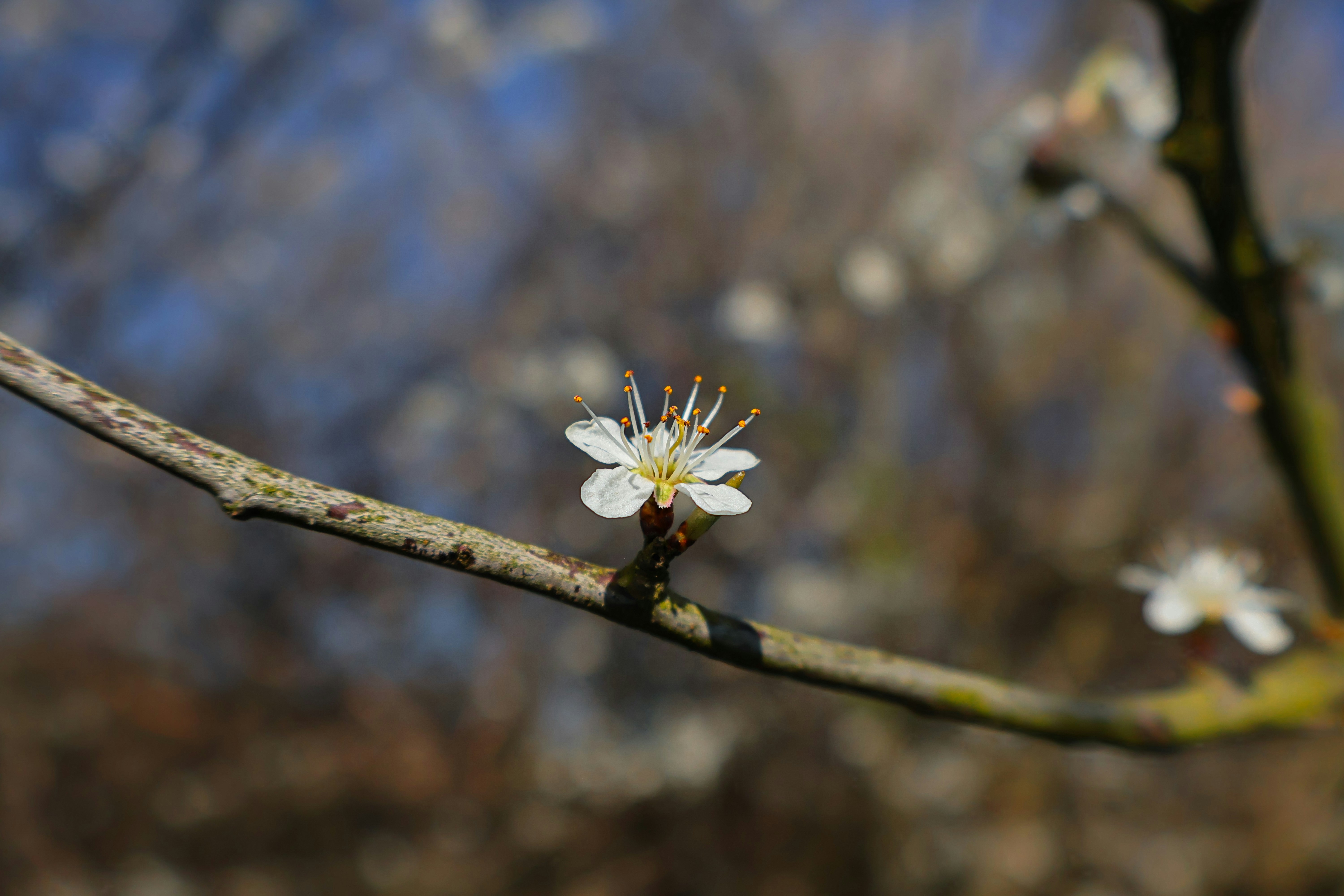 Blossom on a Weathered Branch