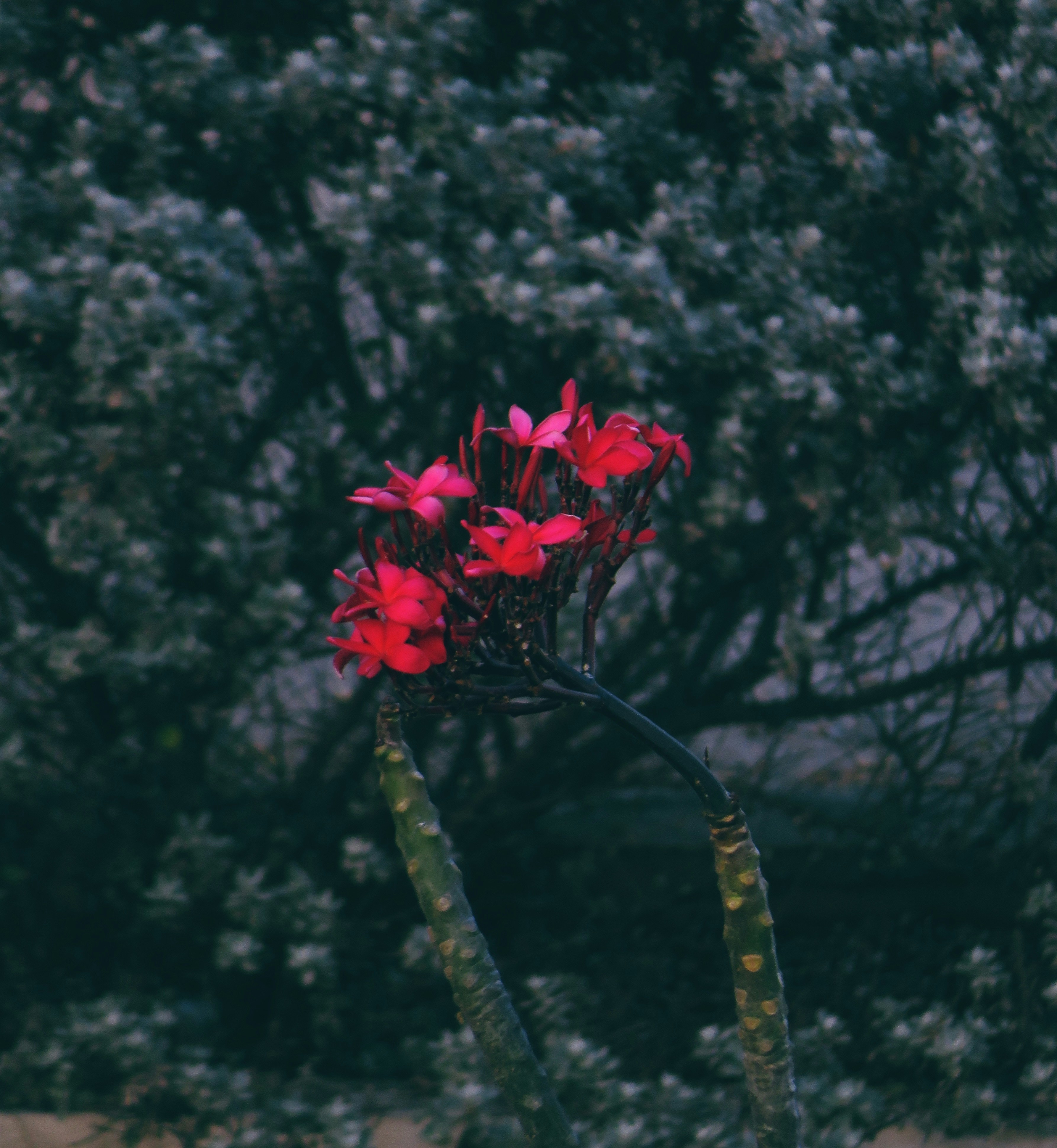 Crimson bloom against a twilight hedge