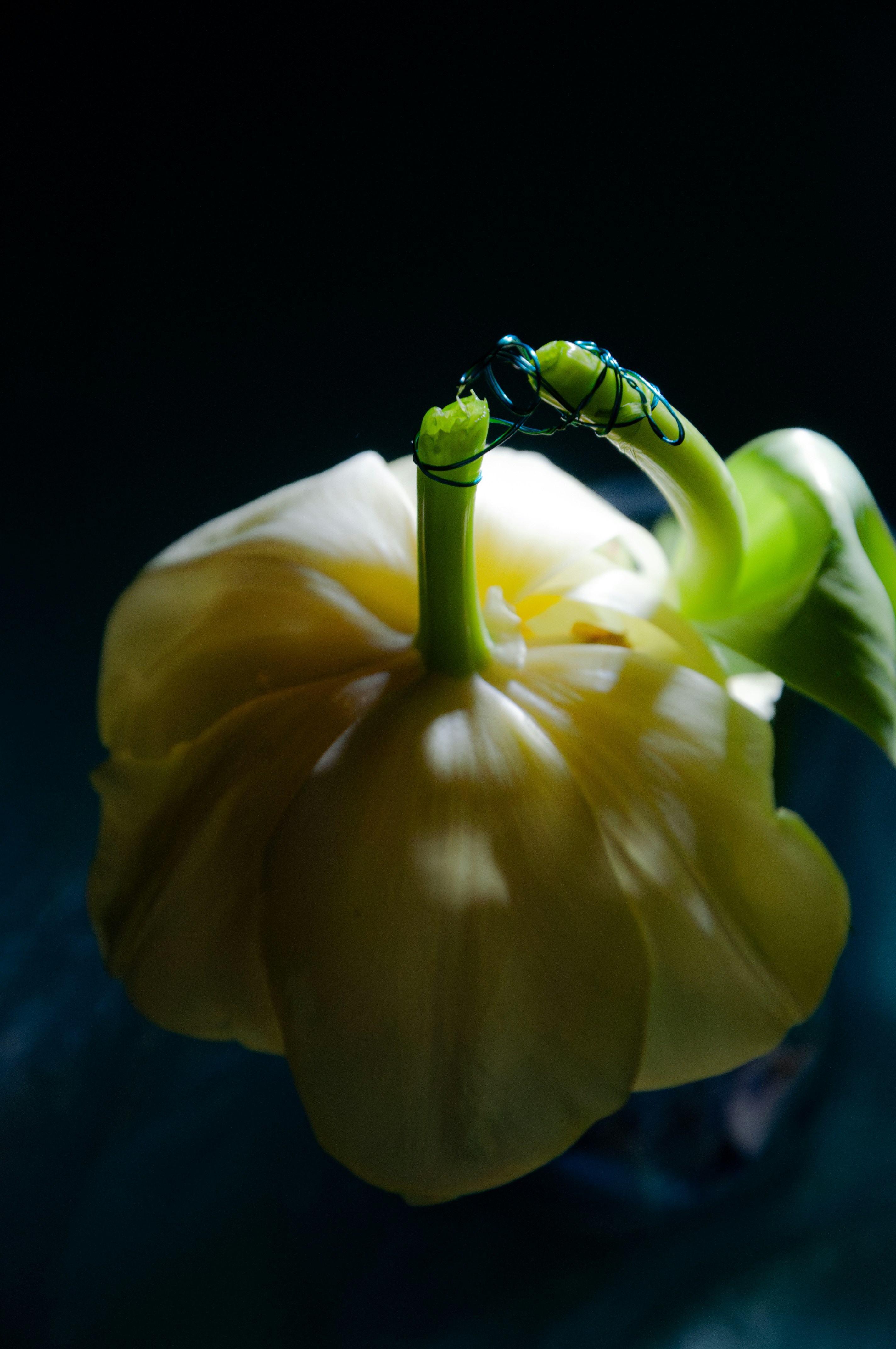 Curved Stem and Wire: A Quiet Floral Moment in Blue Shadow