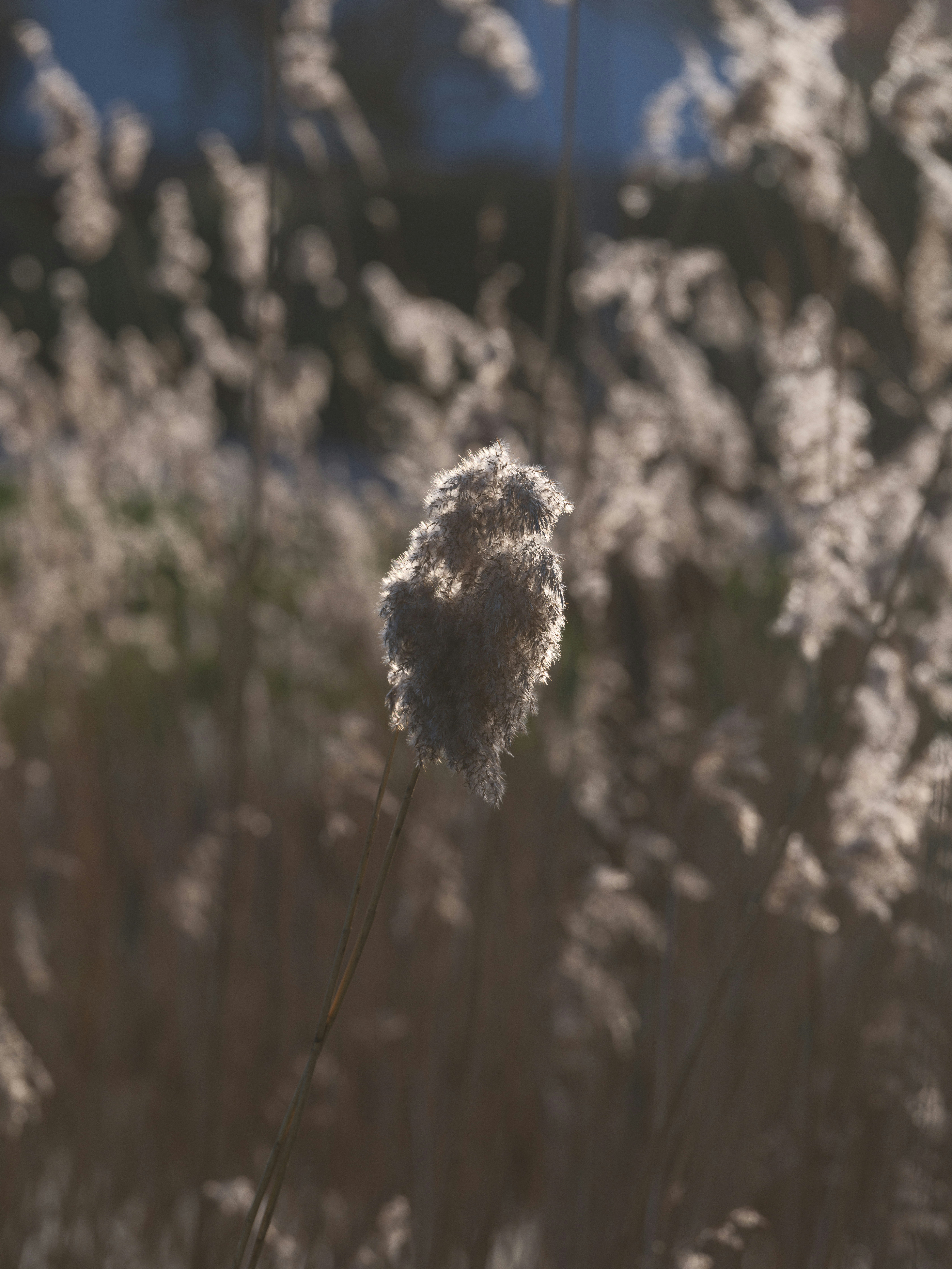 Backlit Reed Core in Soft Sunlight