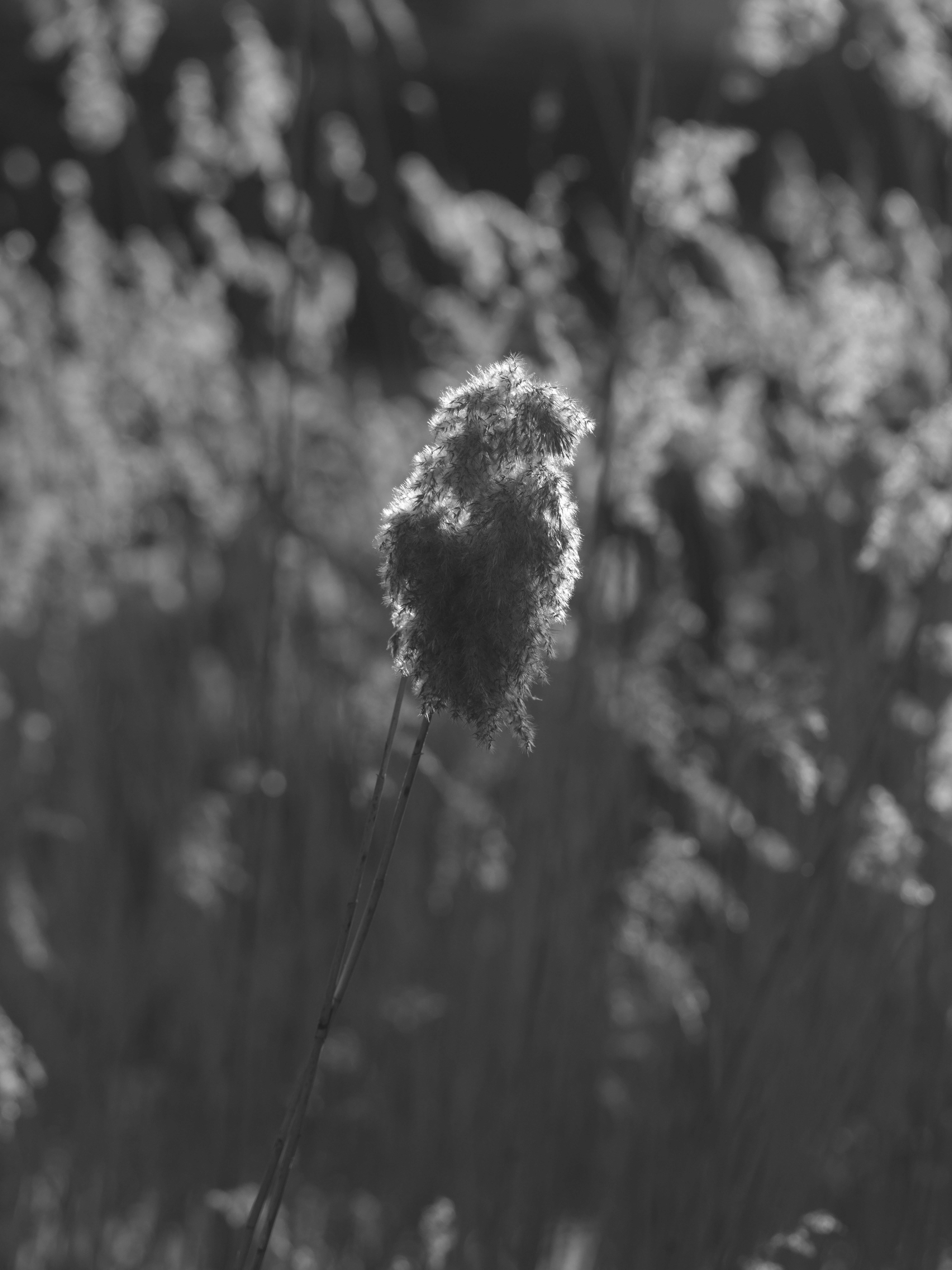Soft Focus Prairie: A Lone Reeds Head in Sunlit Silhouettes