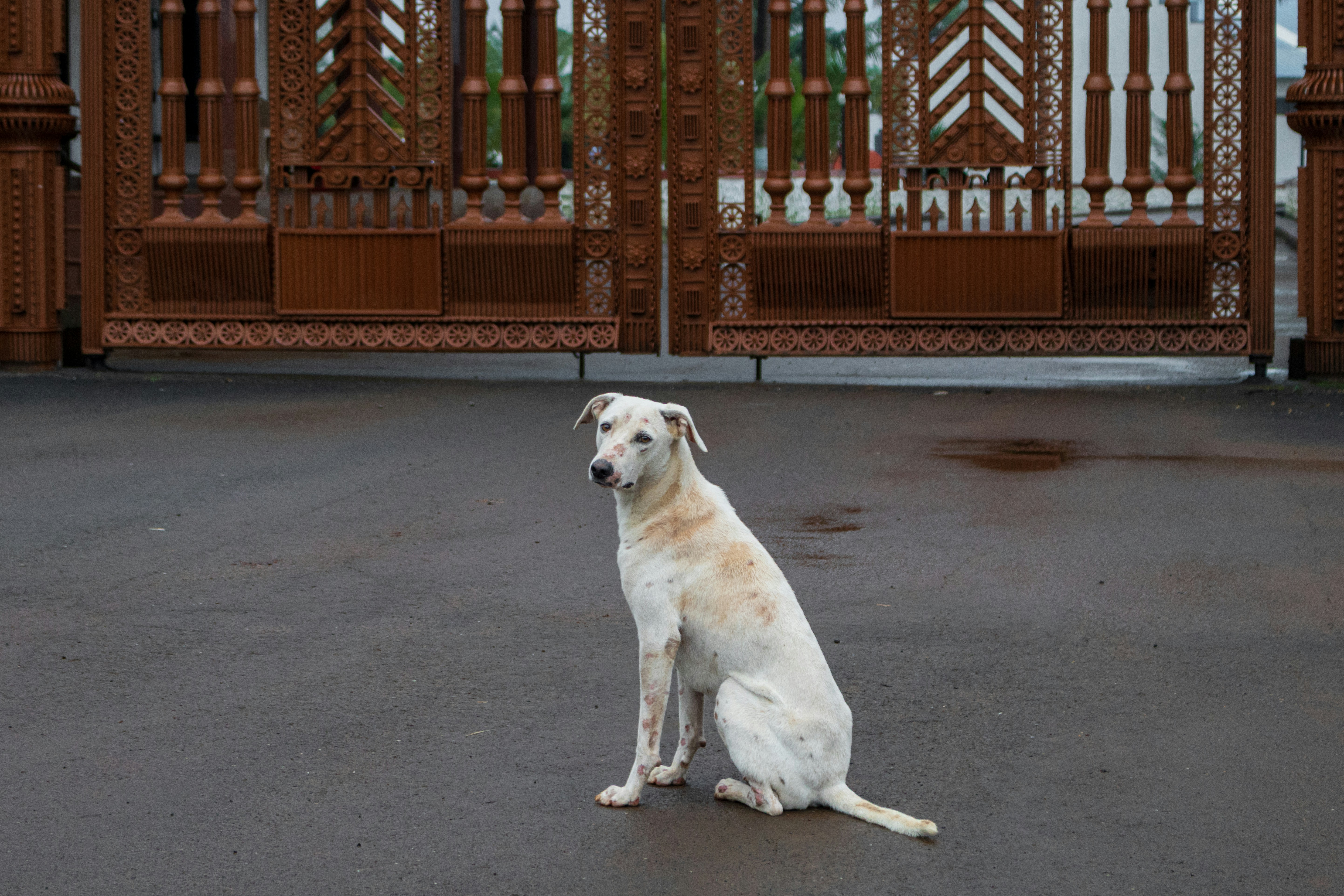 Lonely Sentinel Beneath Carved Gates