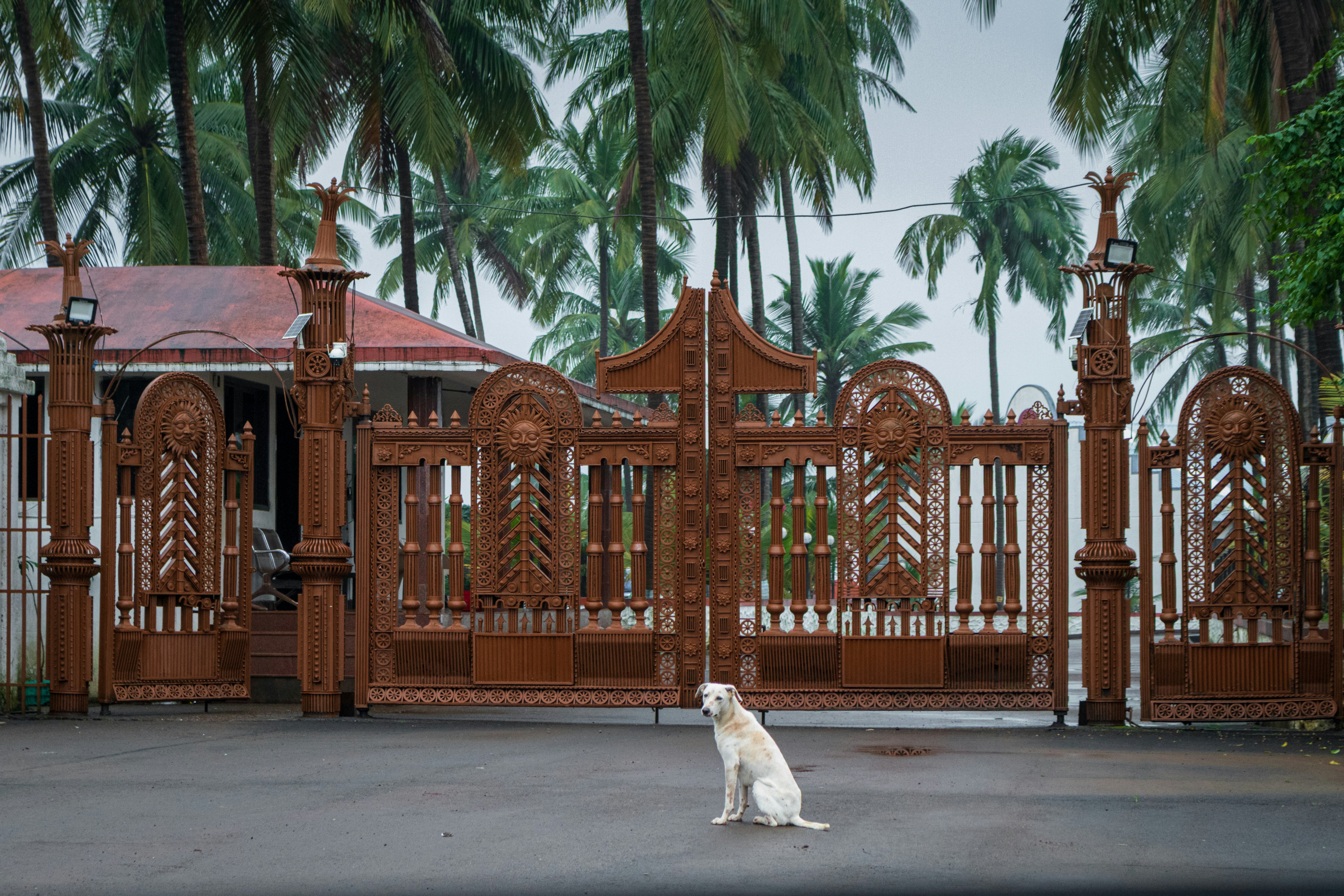 White dog at the ornate bronze gate under tropical palms