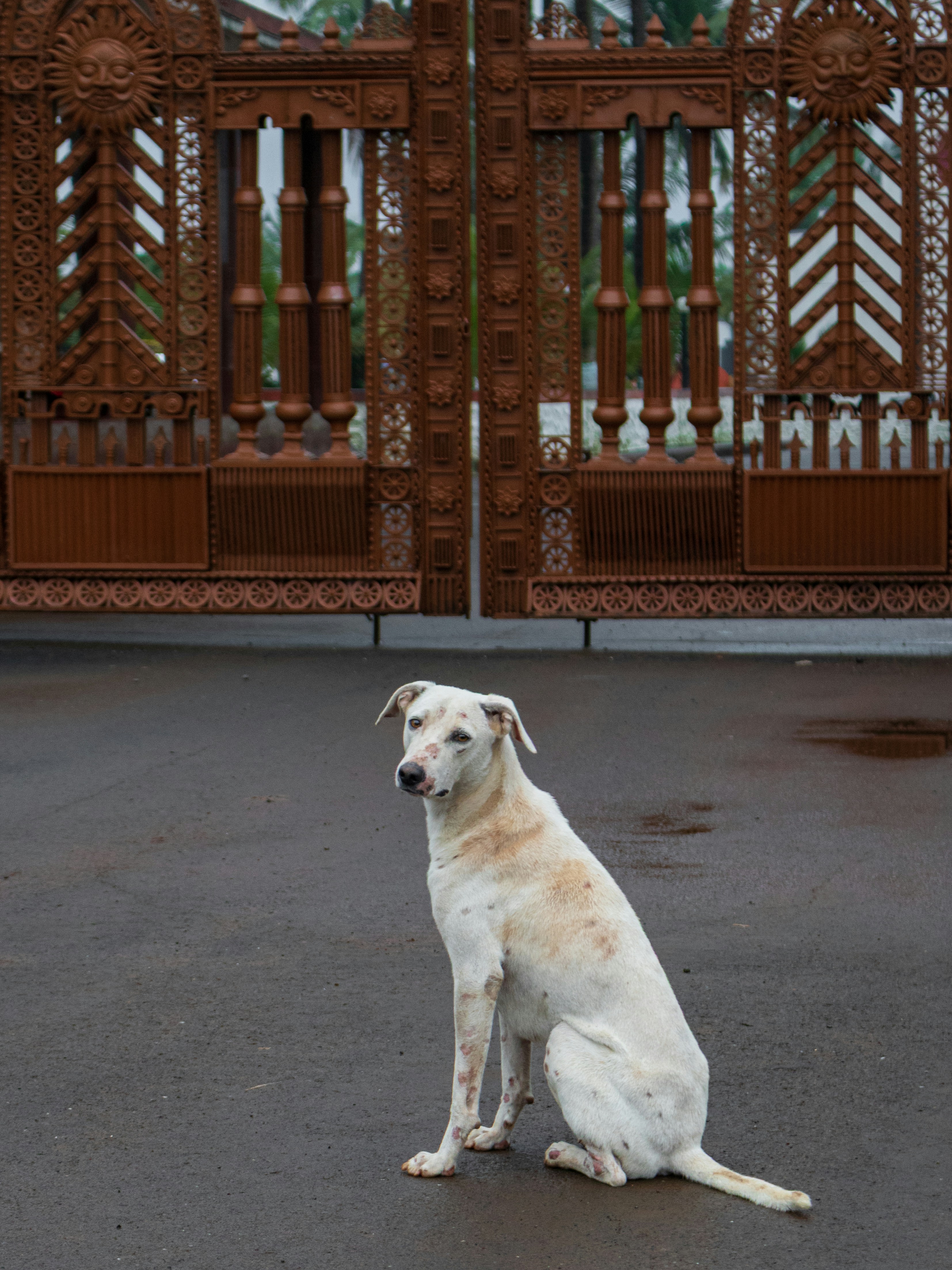 Lonely Greyhound Before Ornate Gates