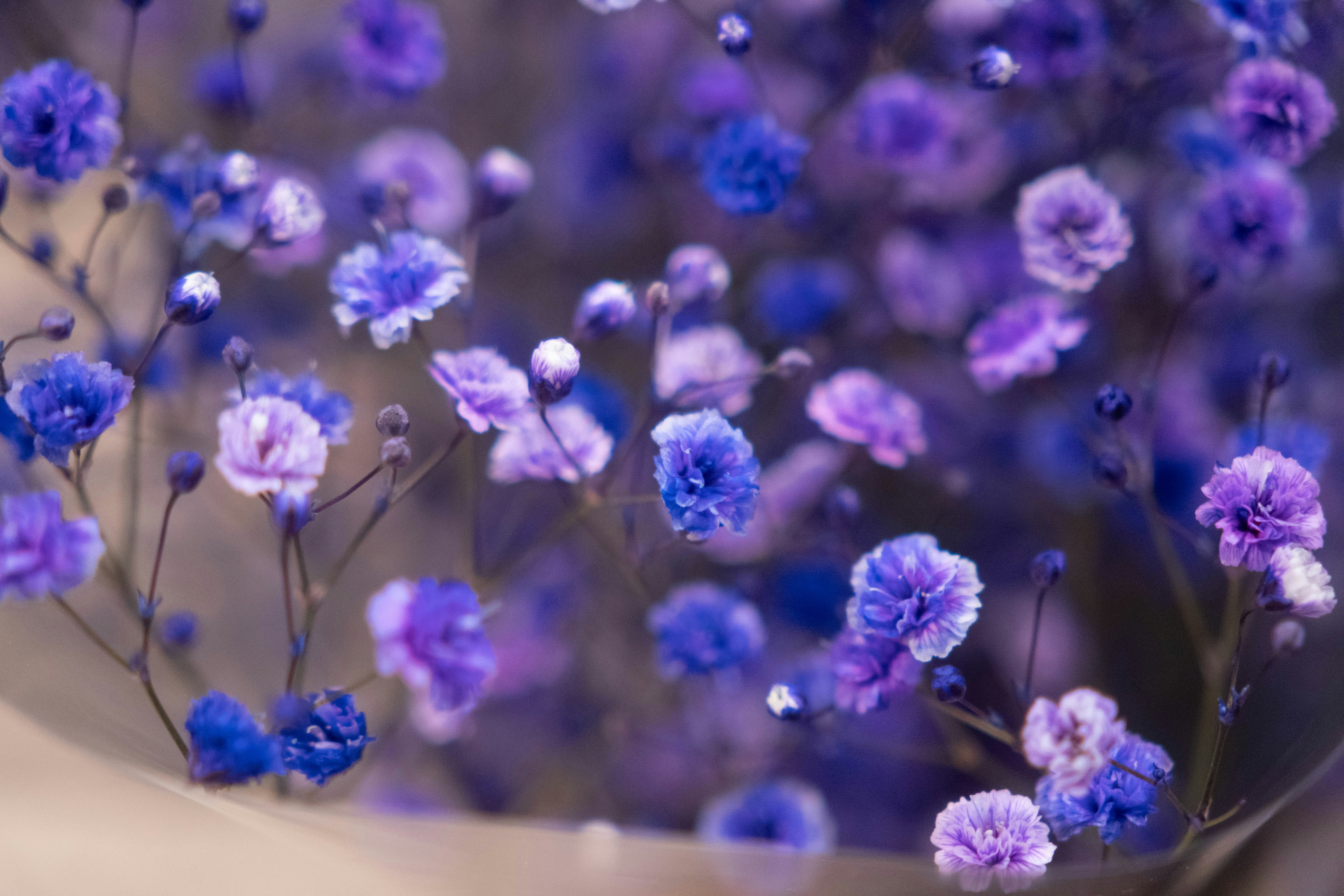 Vault of Violet Blooms: A Delicate Meadow in Focus