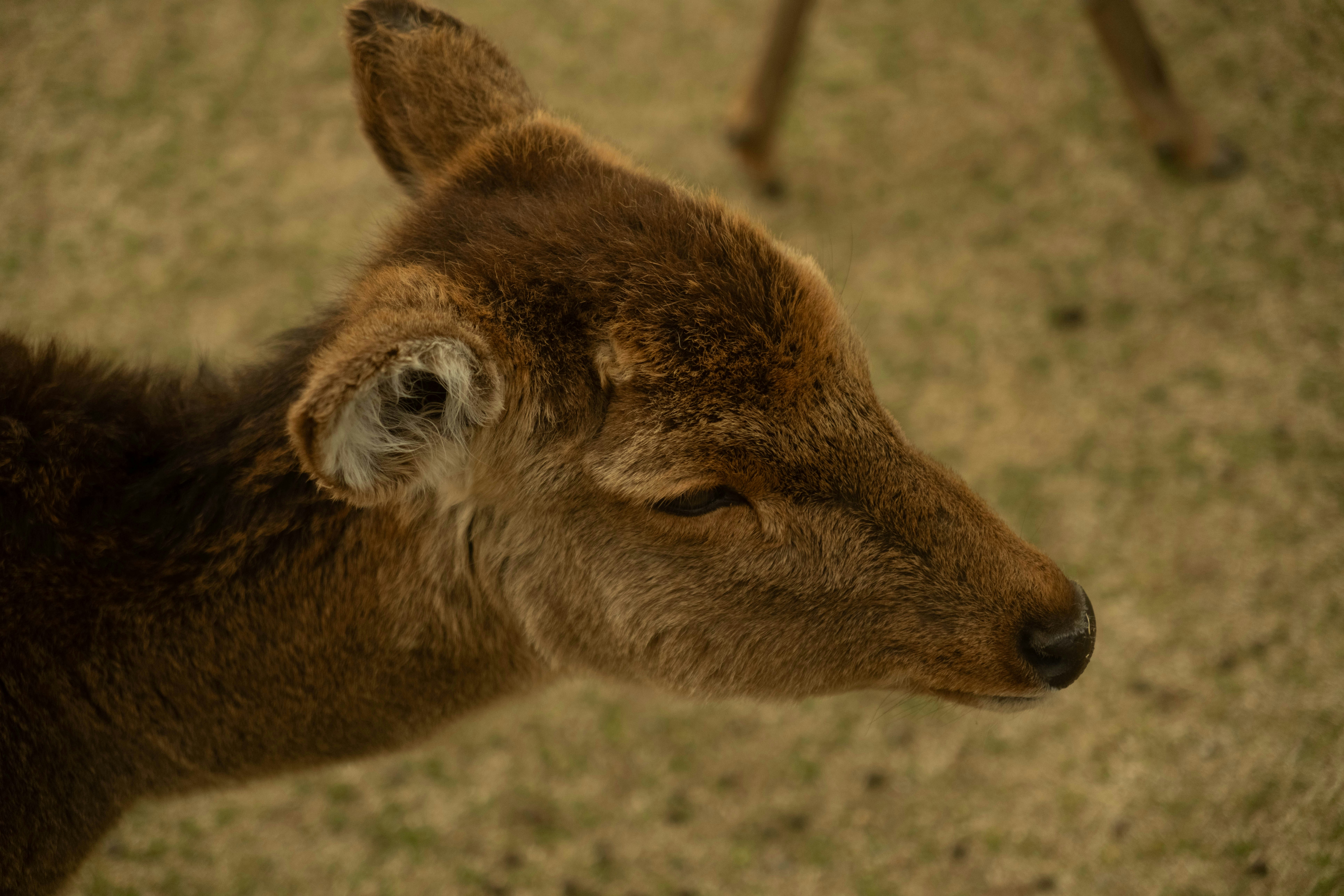 Calm Gaze: Close-Up of a Kangaroo’s Side Profile in Soft Light