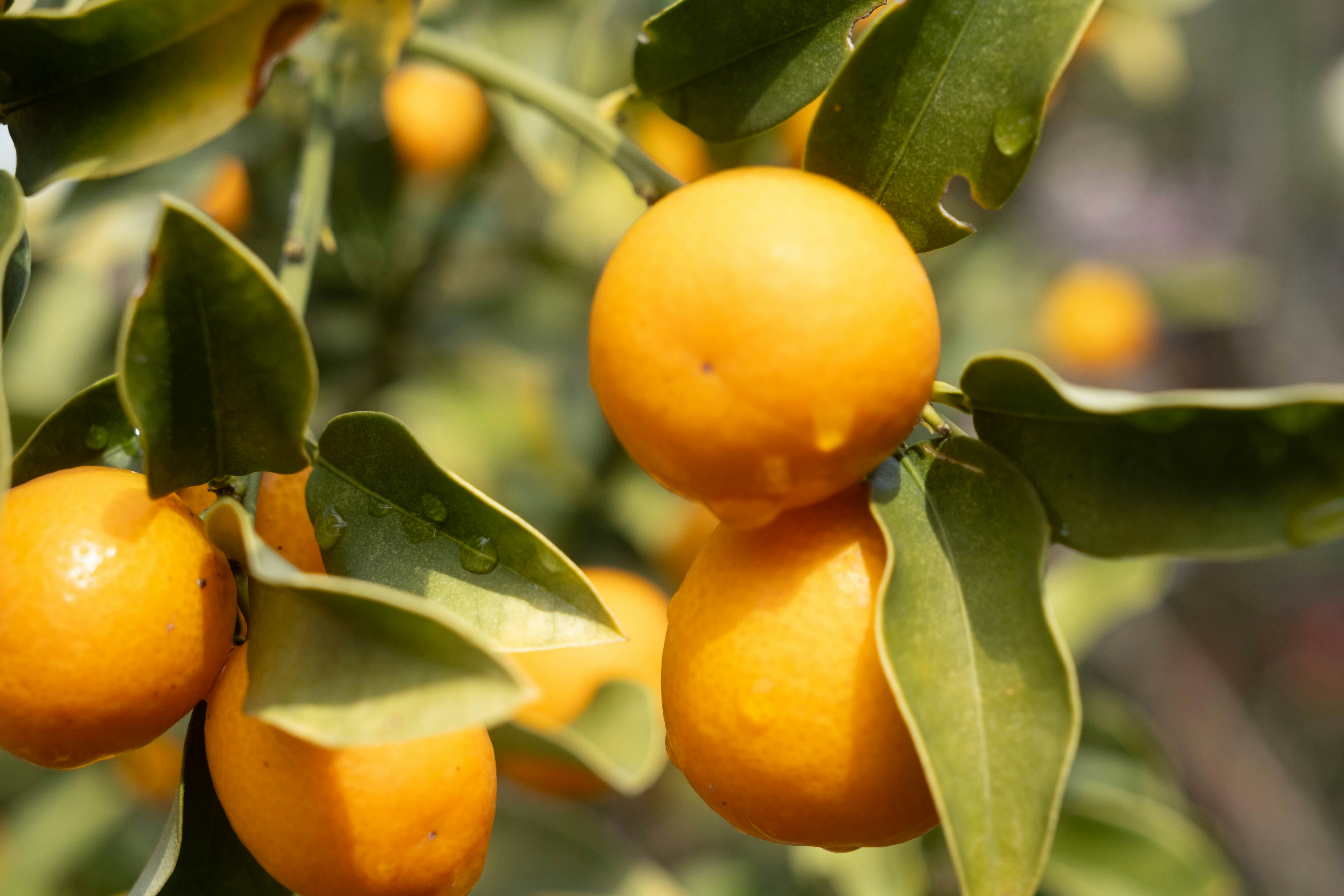 Bright Citrus Clusters on Sunlit Orange Tree
