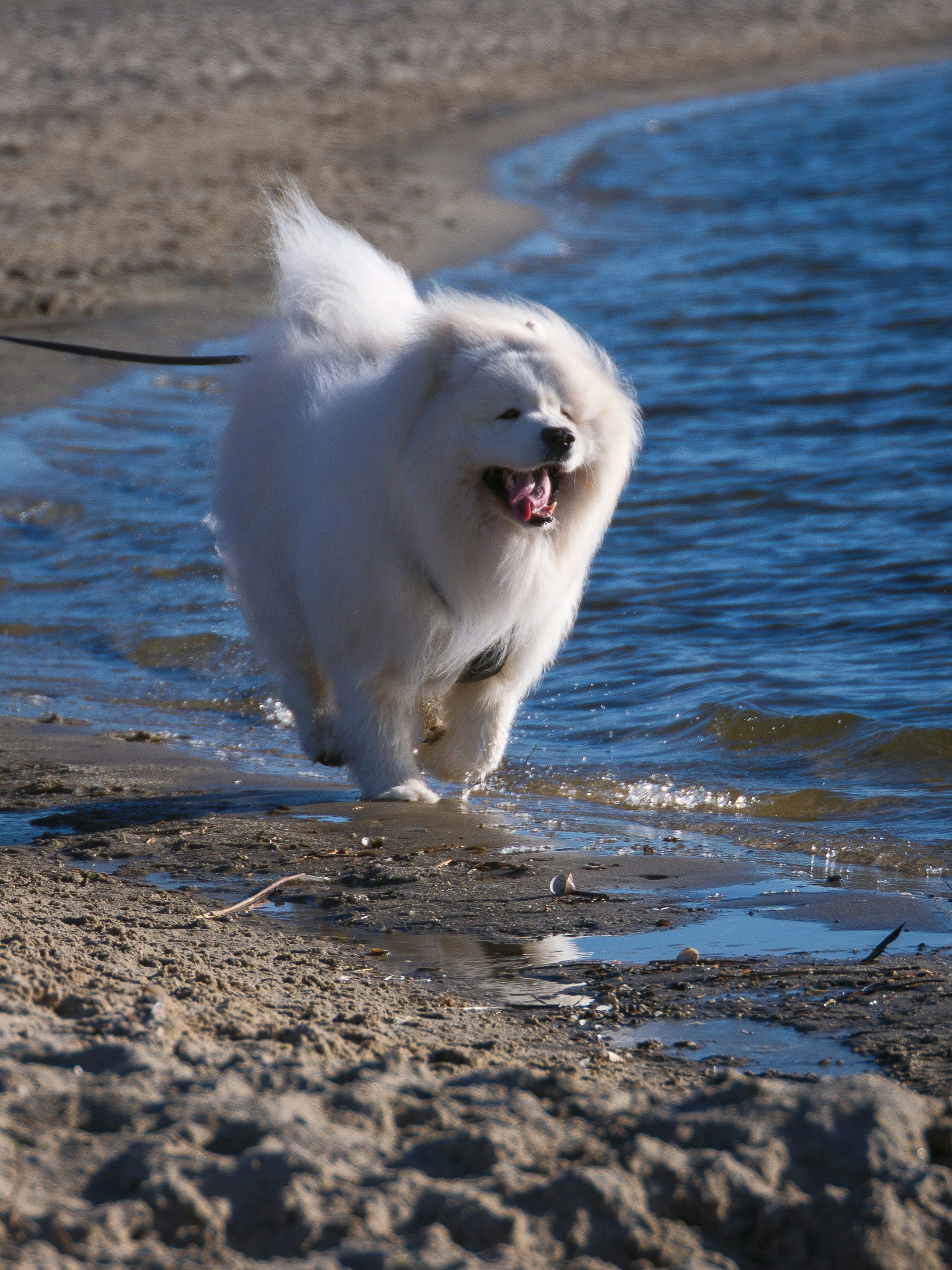 Coastal White: A Fluffy Canine Bounds Along the Shore