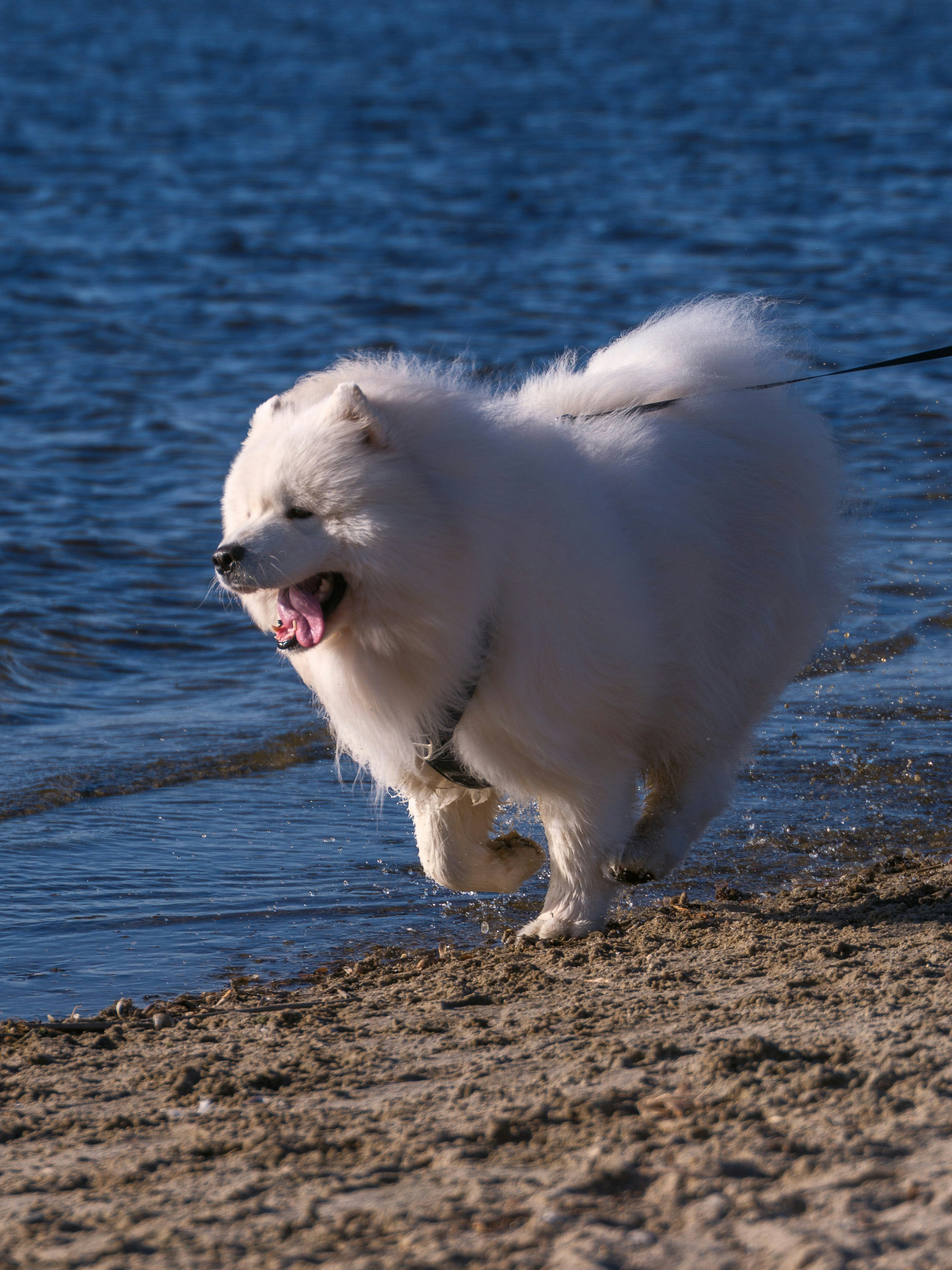 White Shadow on the Shore: The Moment the Paws Find the Water