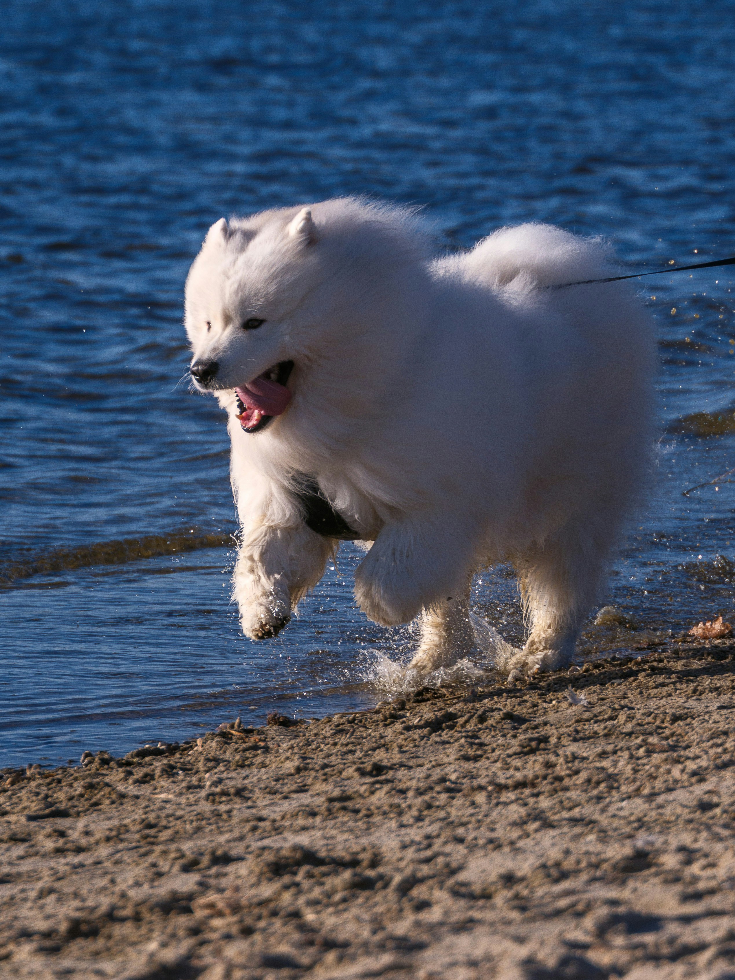 Joyful Whippet: A White Flurry of Fur at the Shore