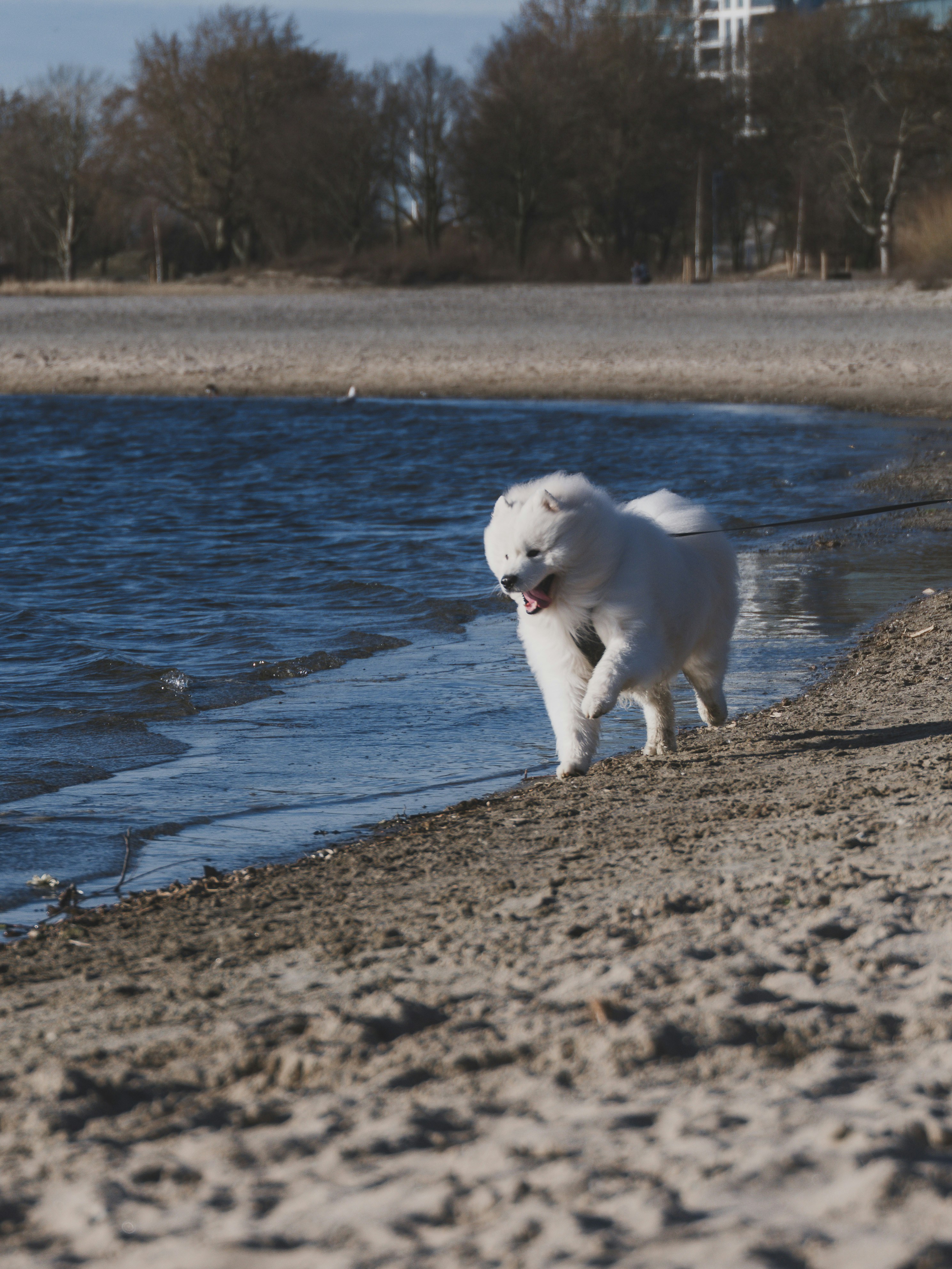 White Afloat: A Dog Walks the Tempest-Tinted Shore