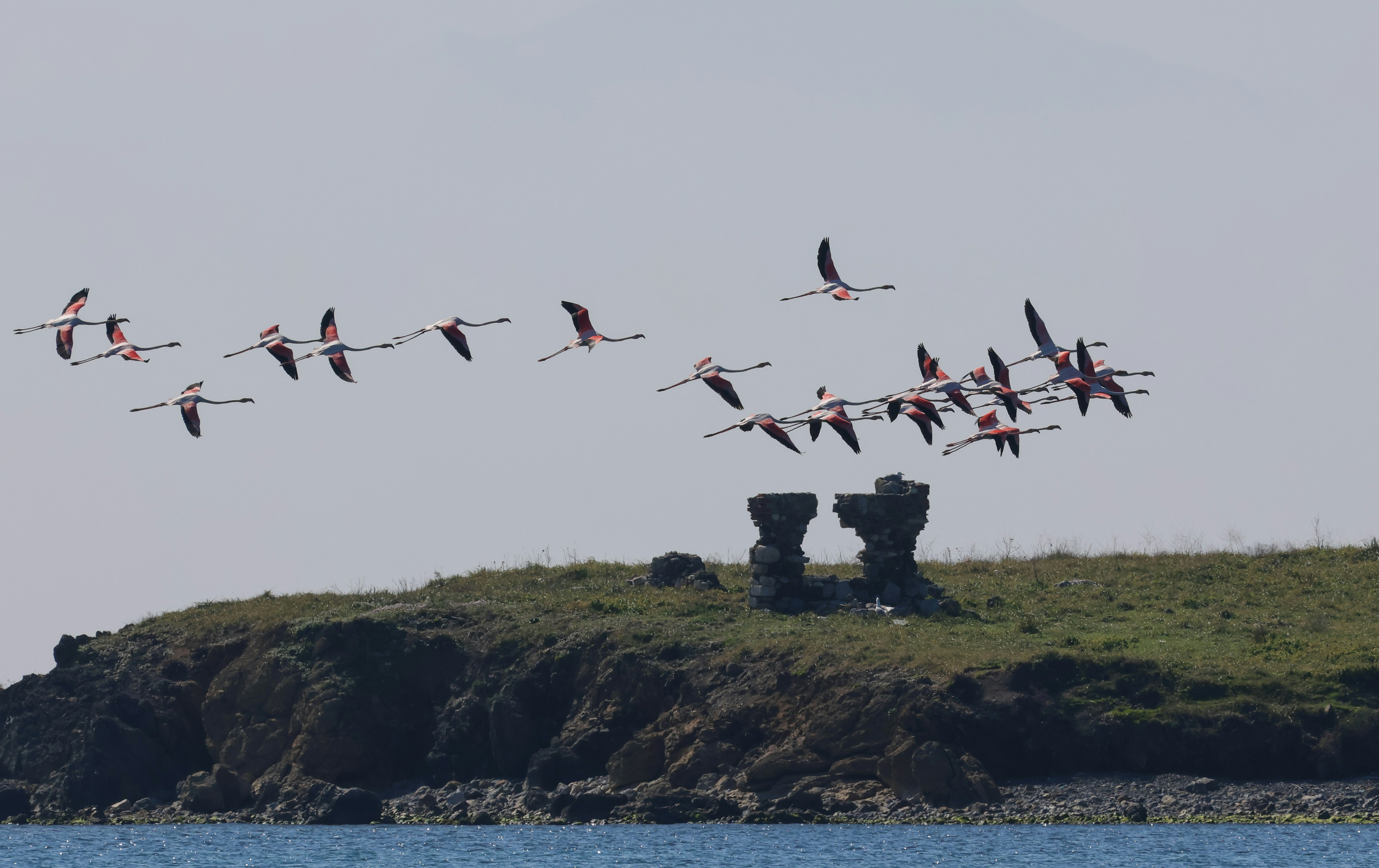 Flaming Skies over the Rock: A Flight of Shorebirds