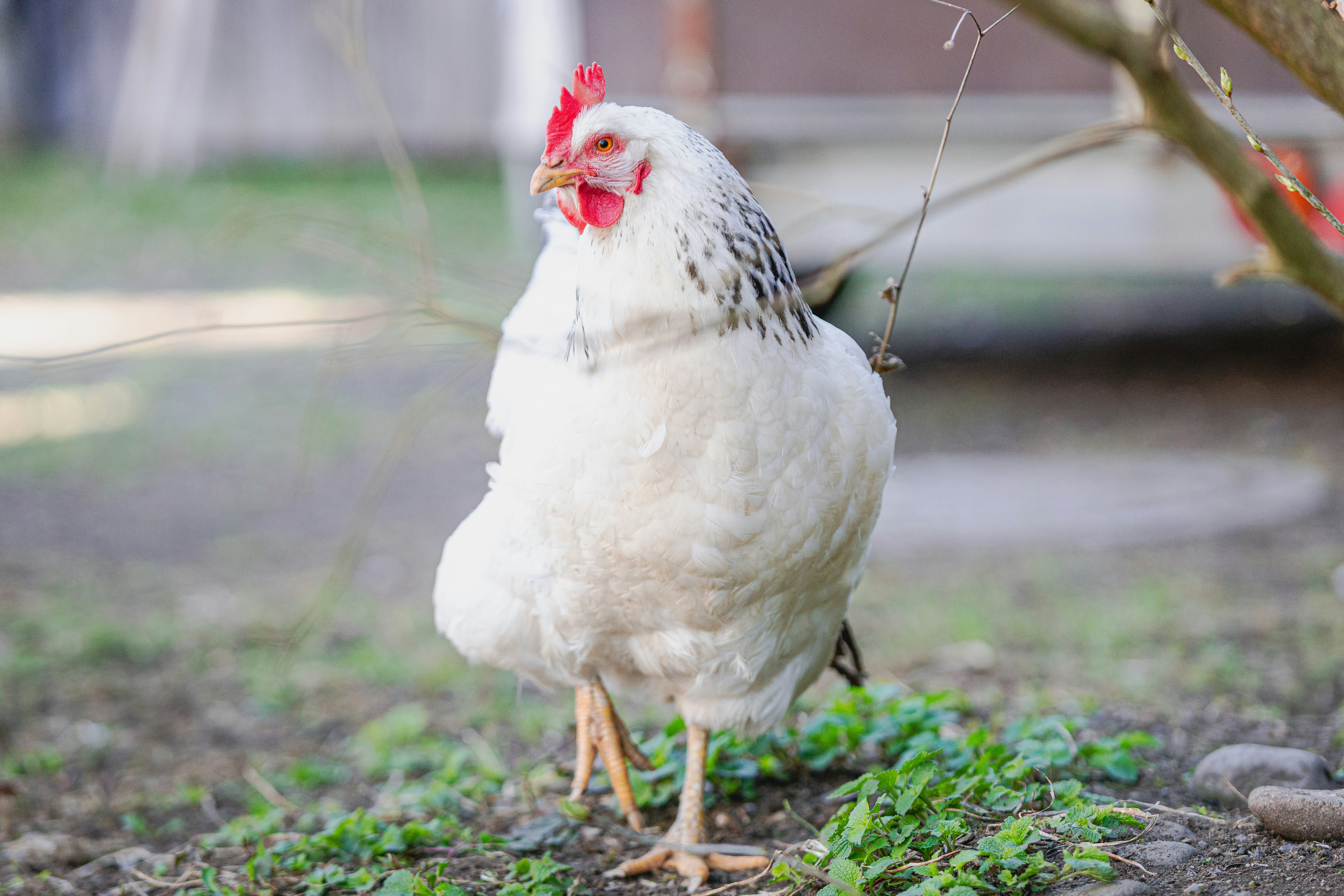 Cozy White Hen in Garden Light