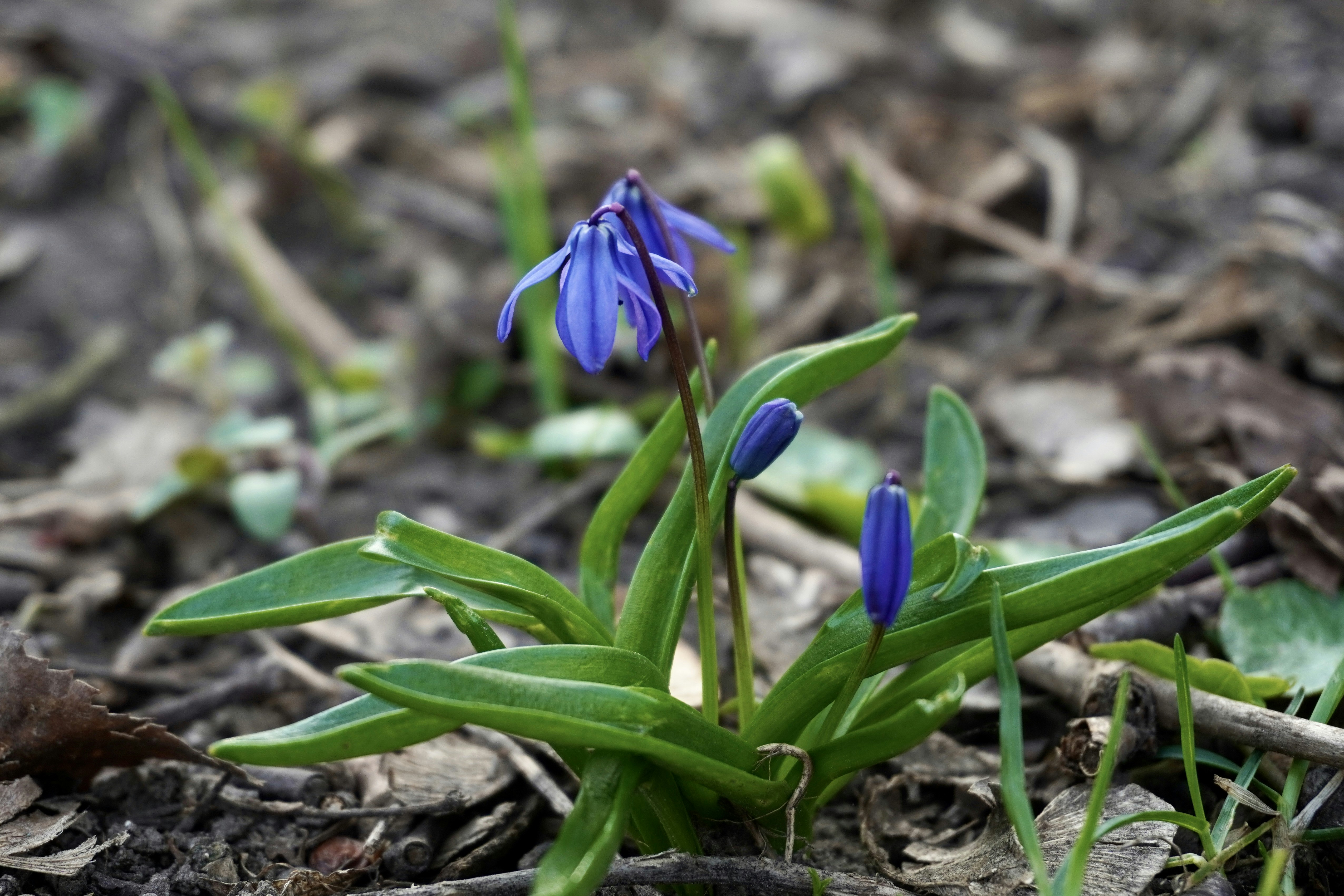 Bluewild Sprout: Tiny Bellflowers Breaking Through Leaf Litter