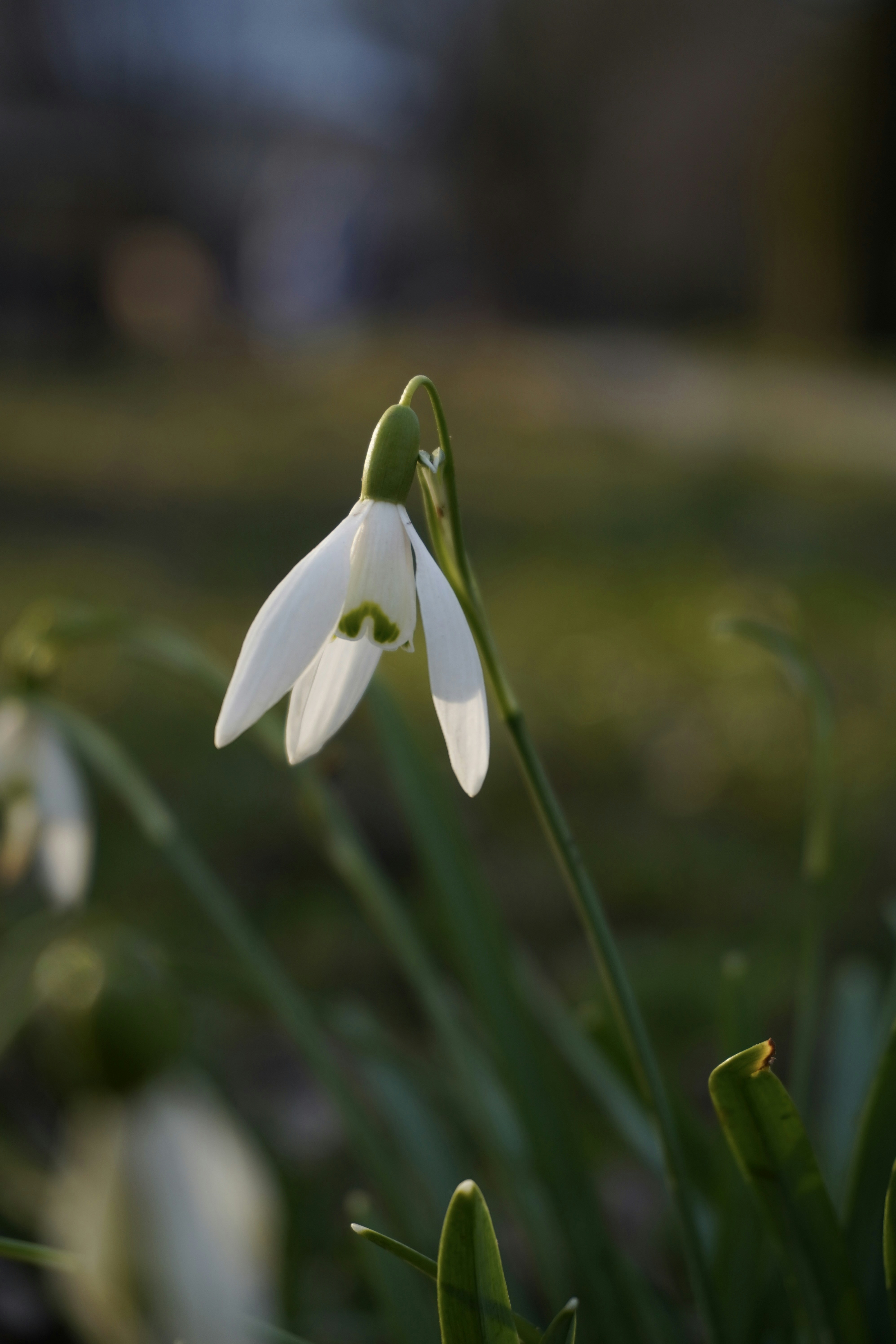 Snowdrop in Soft Backlight: A Fragile Bloom Against a Blurred Park