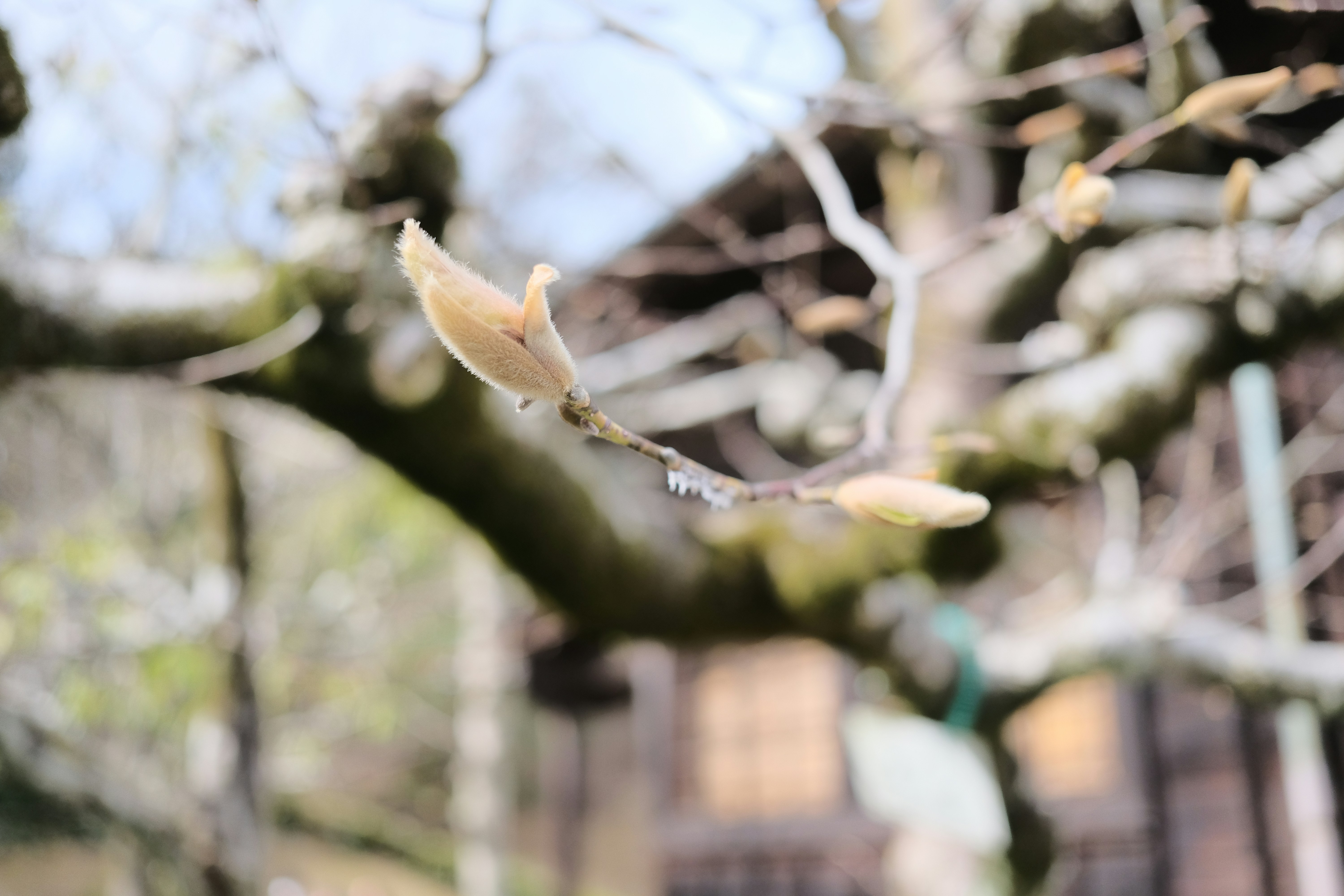 Bud on a Branch: a Soft-focus Moment in Spring