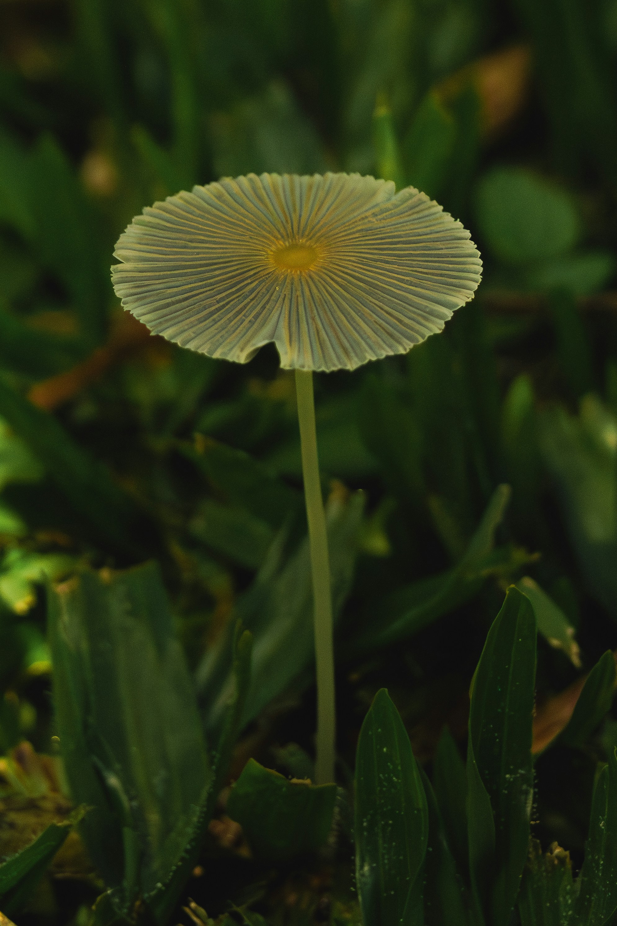 Gentle Cap: a lone gilled mushroom fan rises above emerald blades