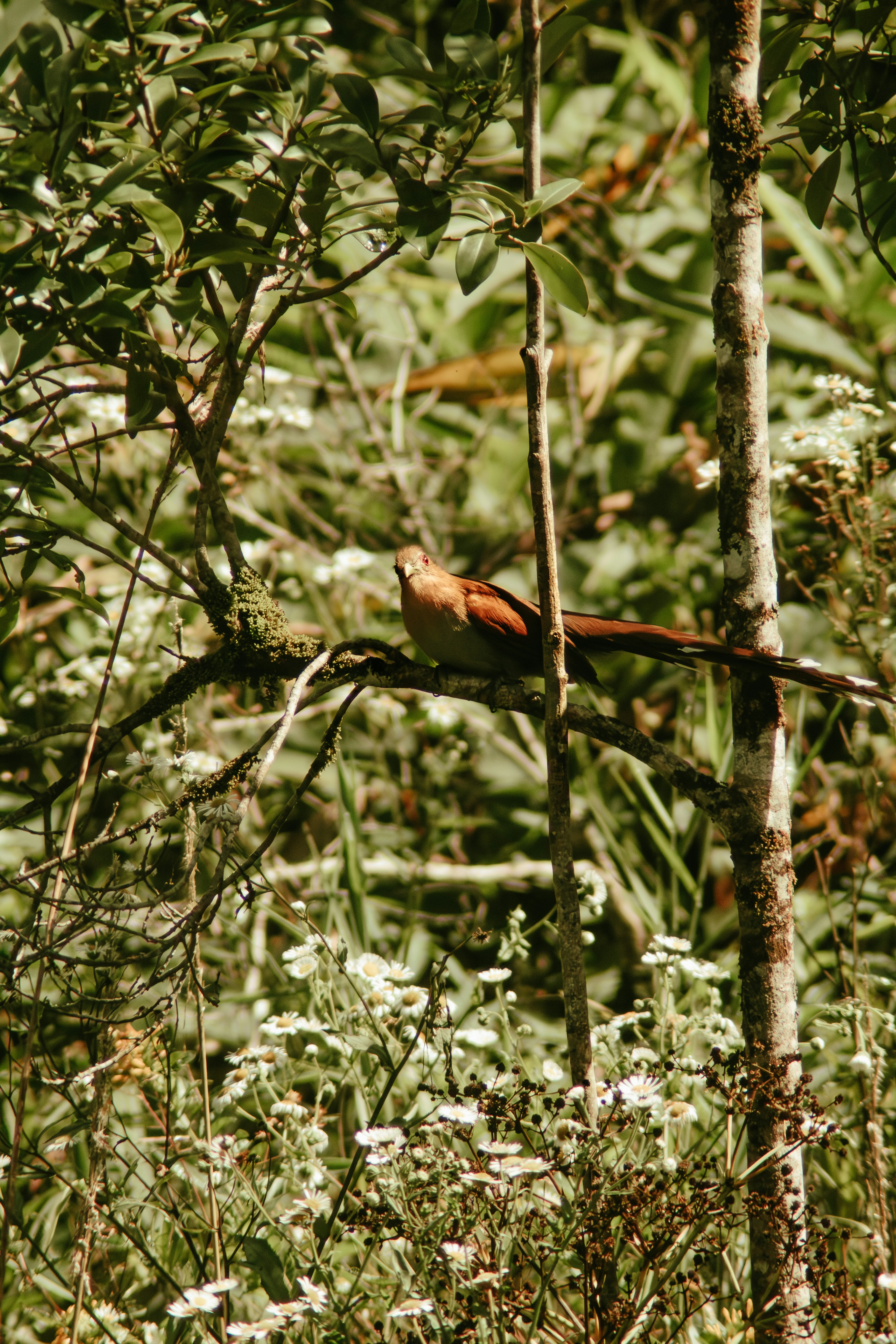 Rust-red Thrush on a Mossy Branch Amid Spring Understory